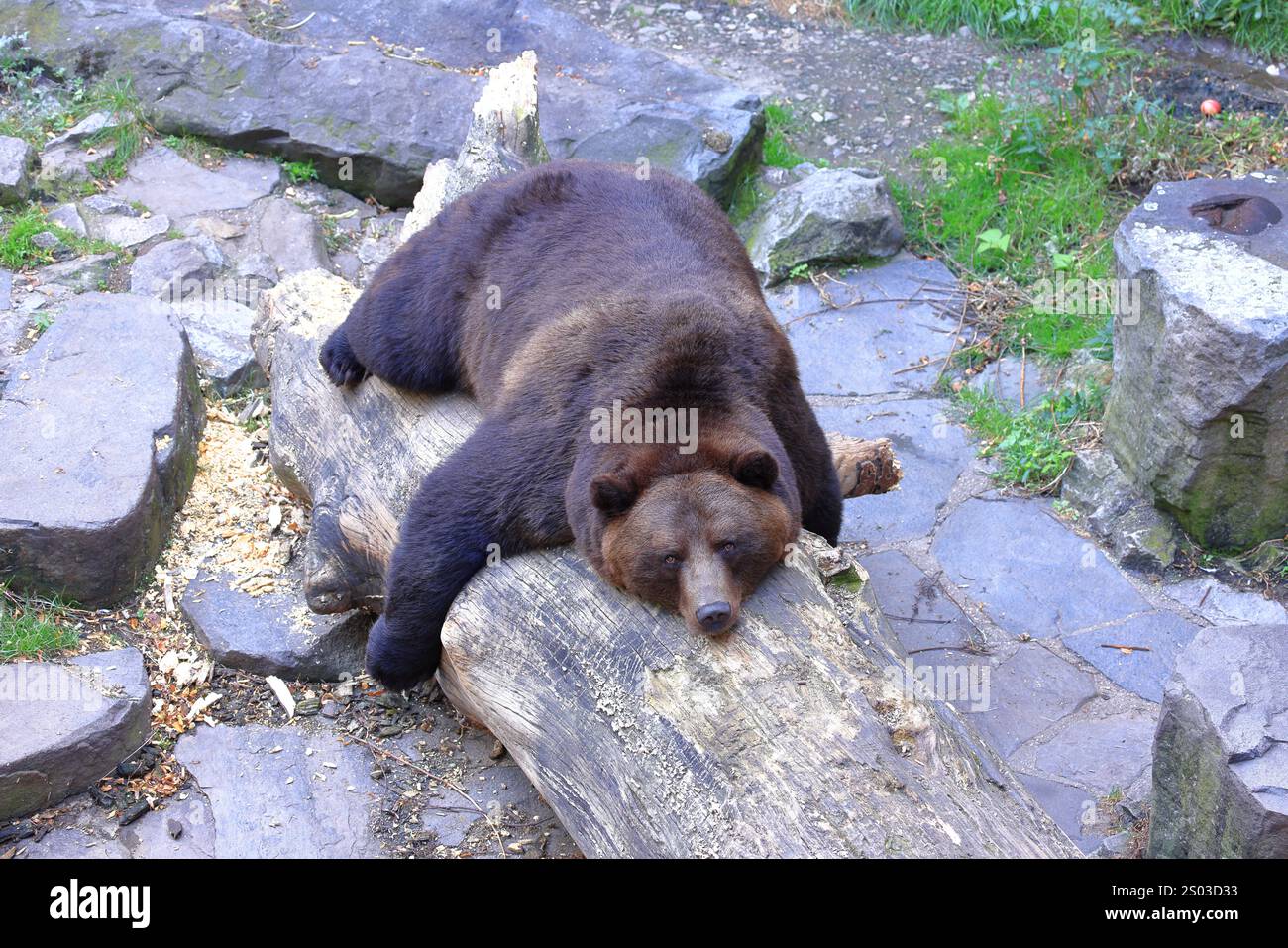 Bear at State Castle and Chateau Cesky Krumlov at Cesky Krumlov, a city ...