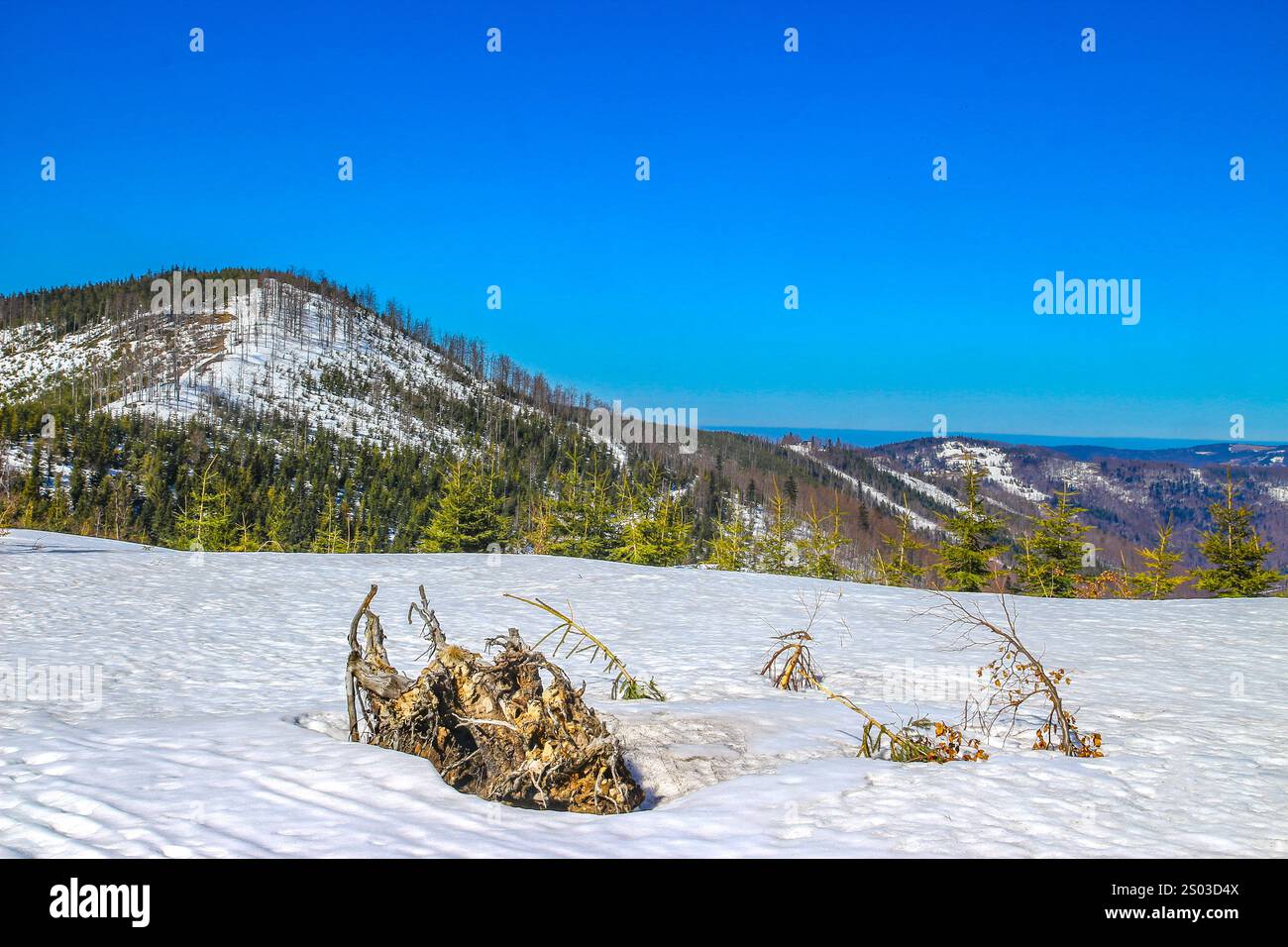 Mountain route leading to the top of Skrzyczne mountain, winter uphill ...