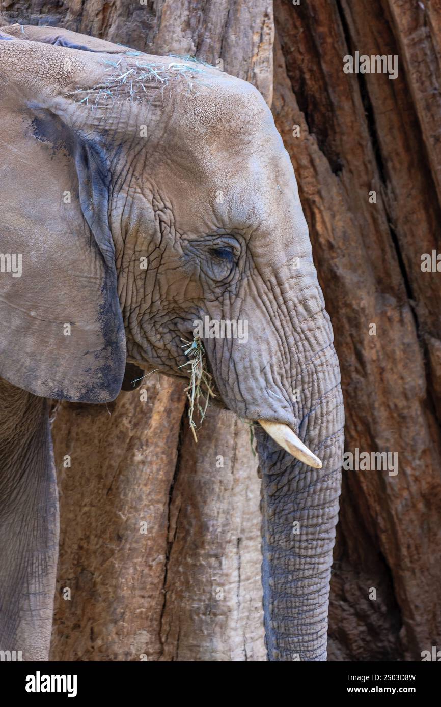 A large elephant is standing in front of a tree trunk, eating grass ...