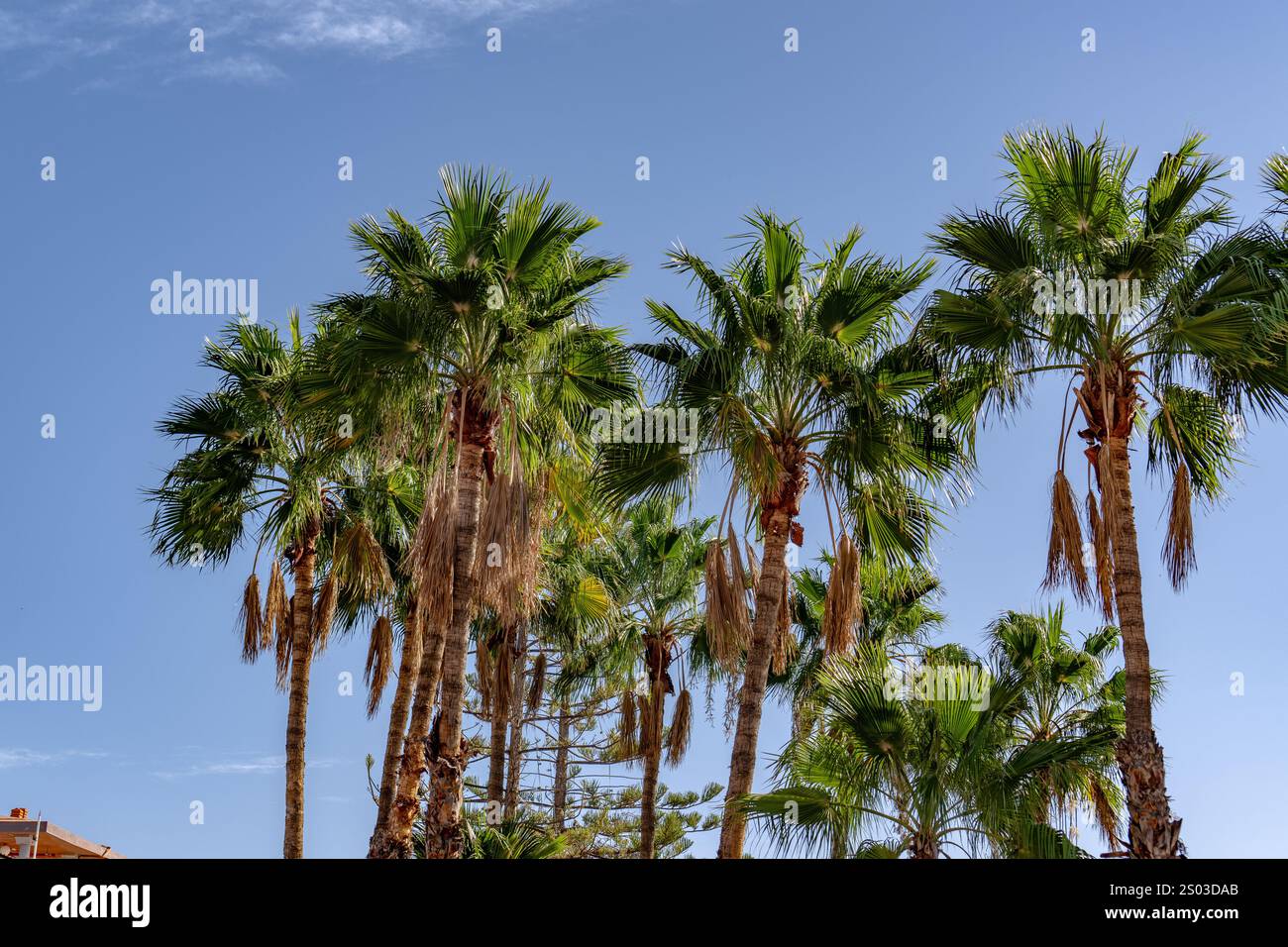 A row of palm trees with some of them shedding leaves. The sky is blue ...