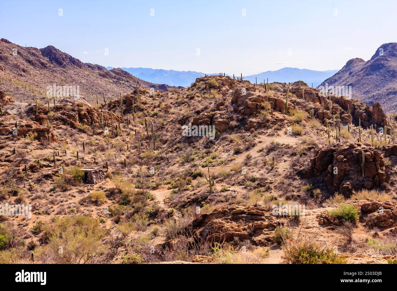 A vast desert landscape with a few cacti scattered throughout the area ...