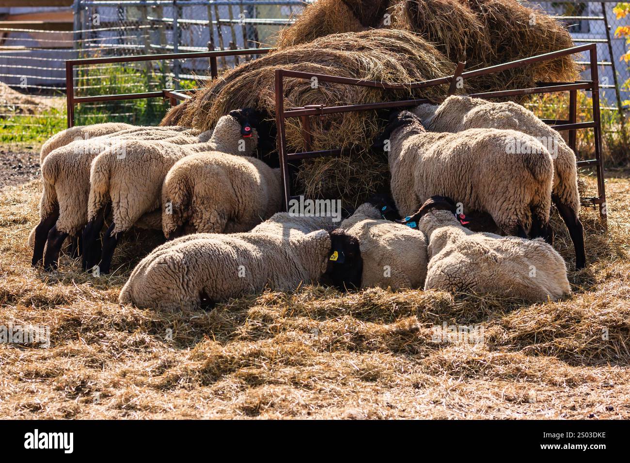 A group of sheep are eating hay in a pen. The sheep are all different ...
