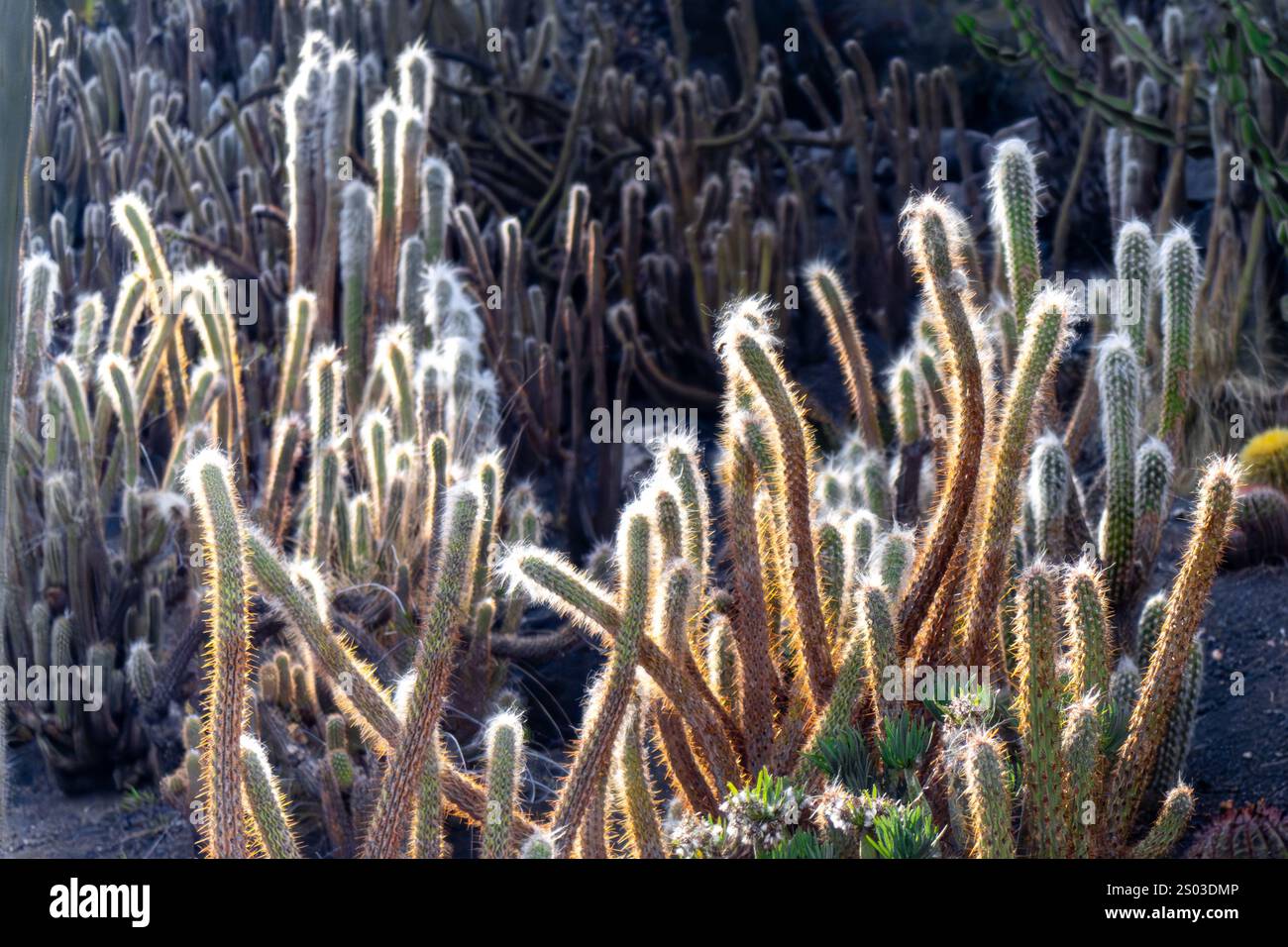 A bunch of cacti are in the sun. The cacti are tall and spiky Stock ...