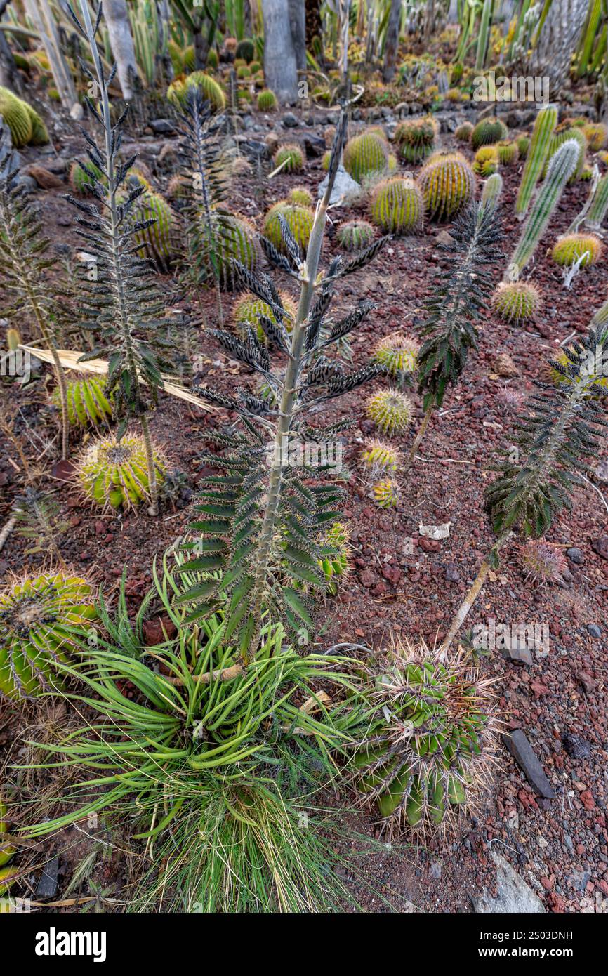 A bunch of cacti are in a desert setting. The cacti are brown and green ...