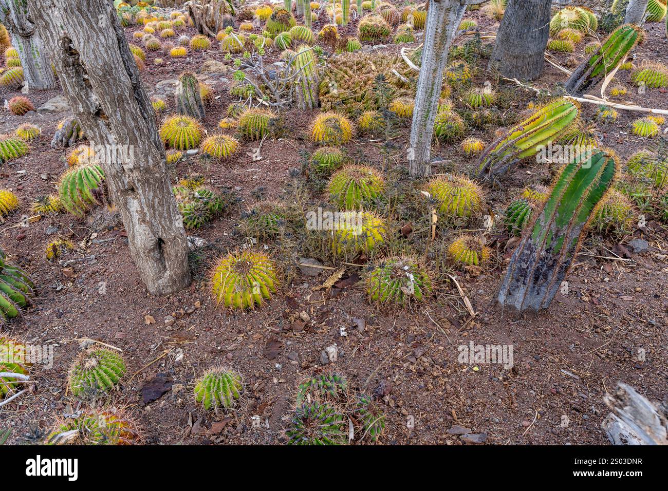 A bunch of cacti are growing in a desert. The cacti are brown and green ...
