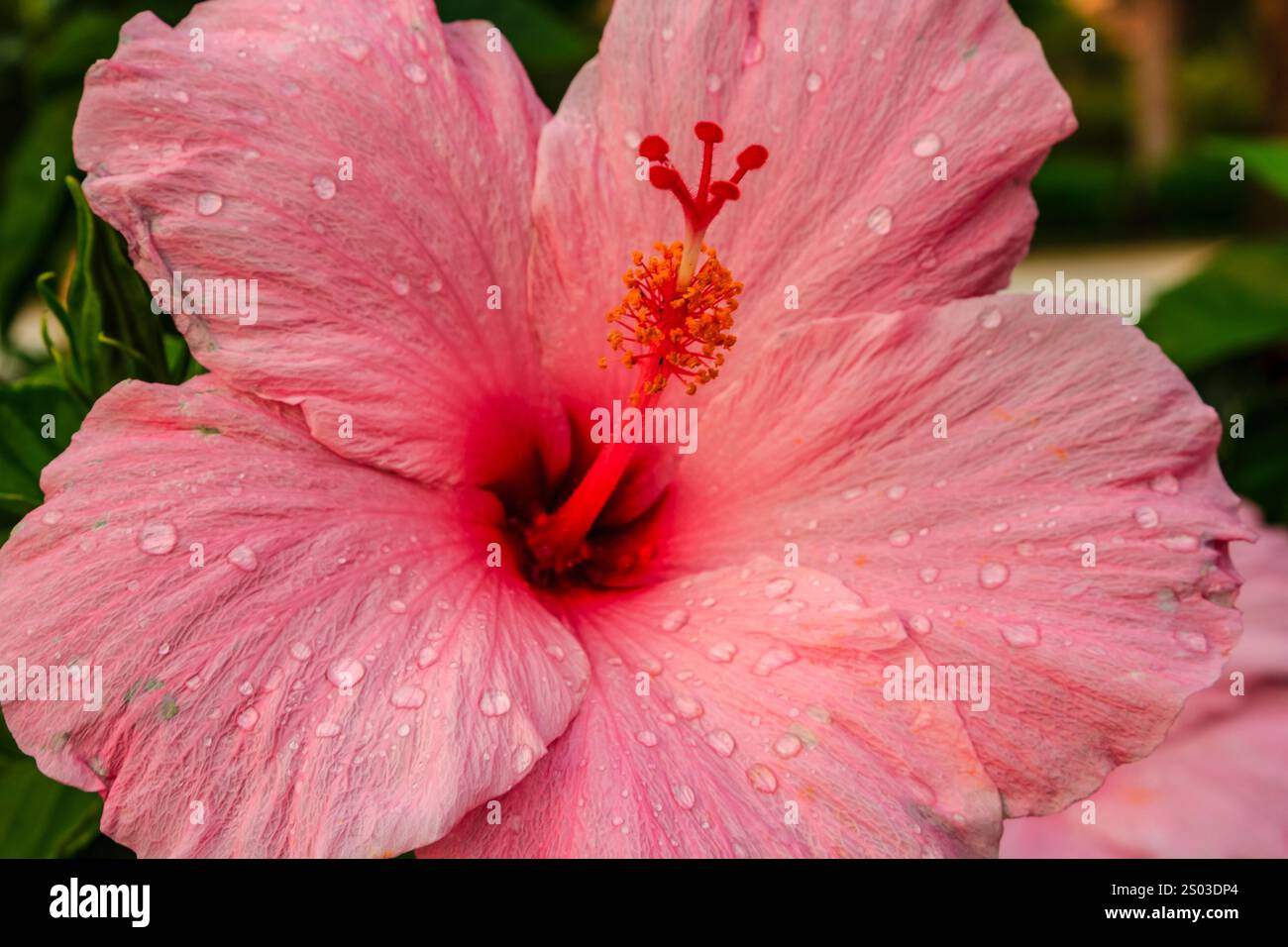 A pink flower with a red center and orange tip. The flower is drooping ...