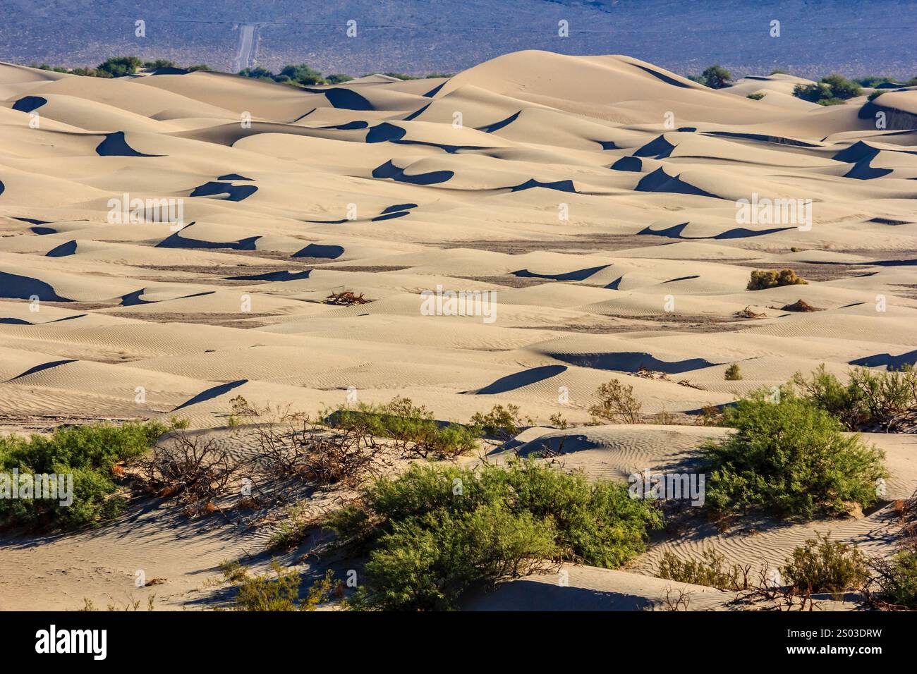 A vast desert landscape with a few bushes scattered throughout. The ...
