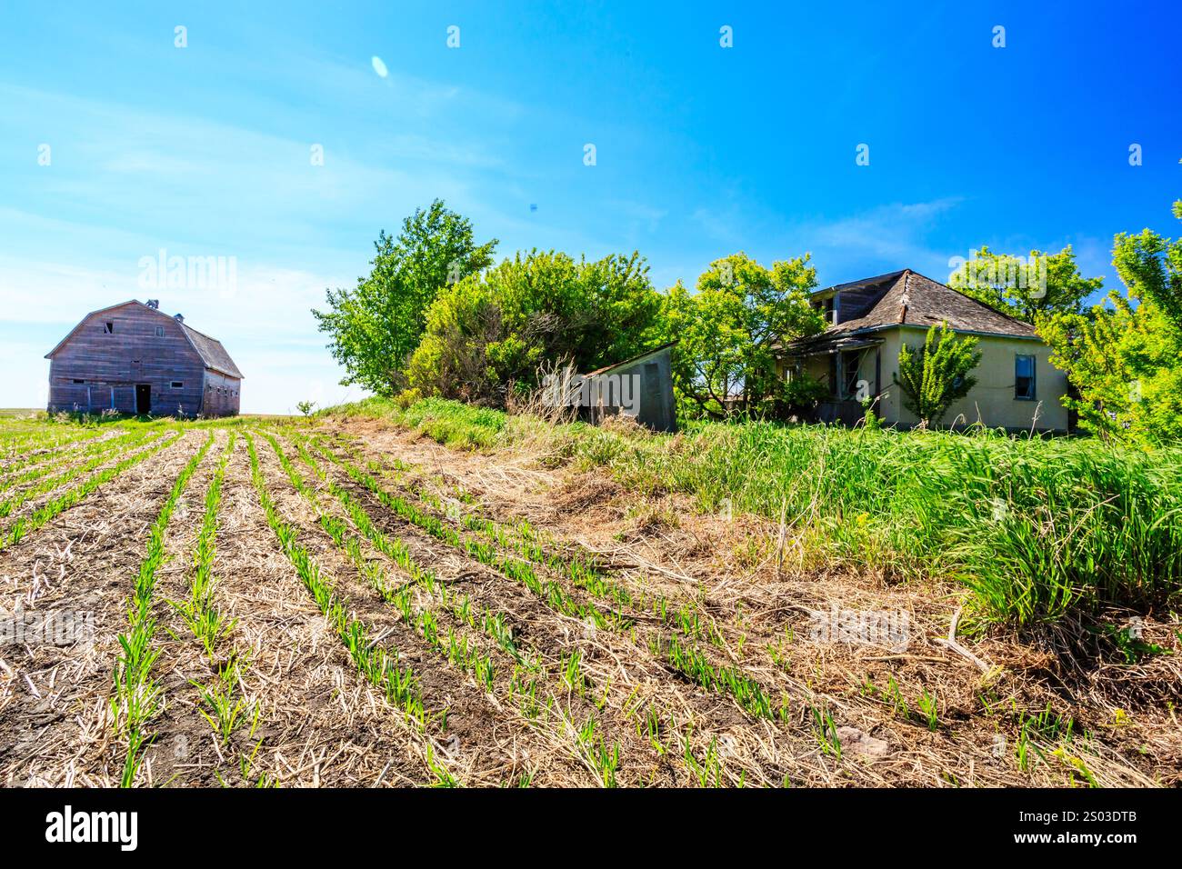 A farm with a house and barn in the background. The barn is old and the ...