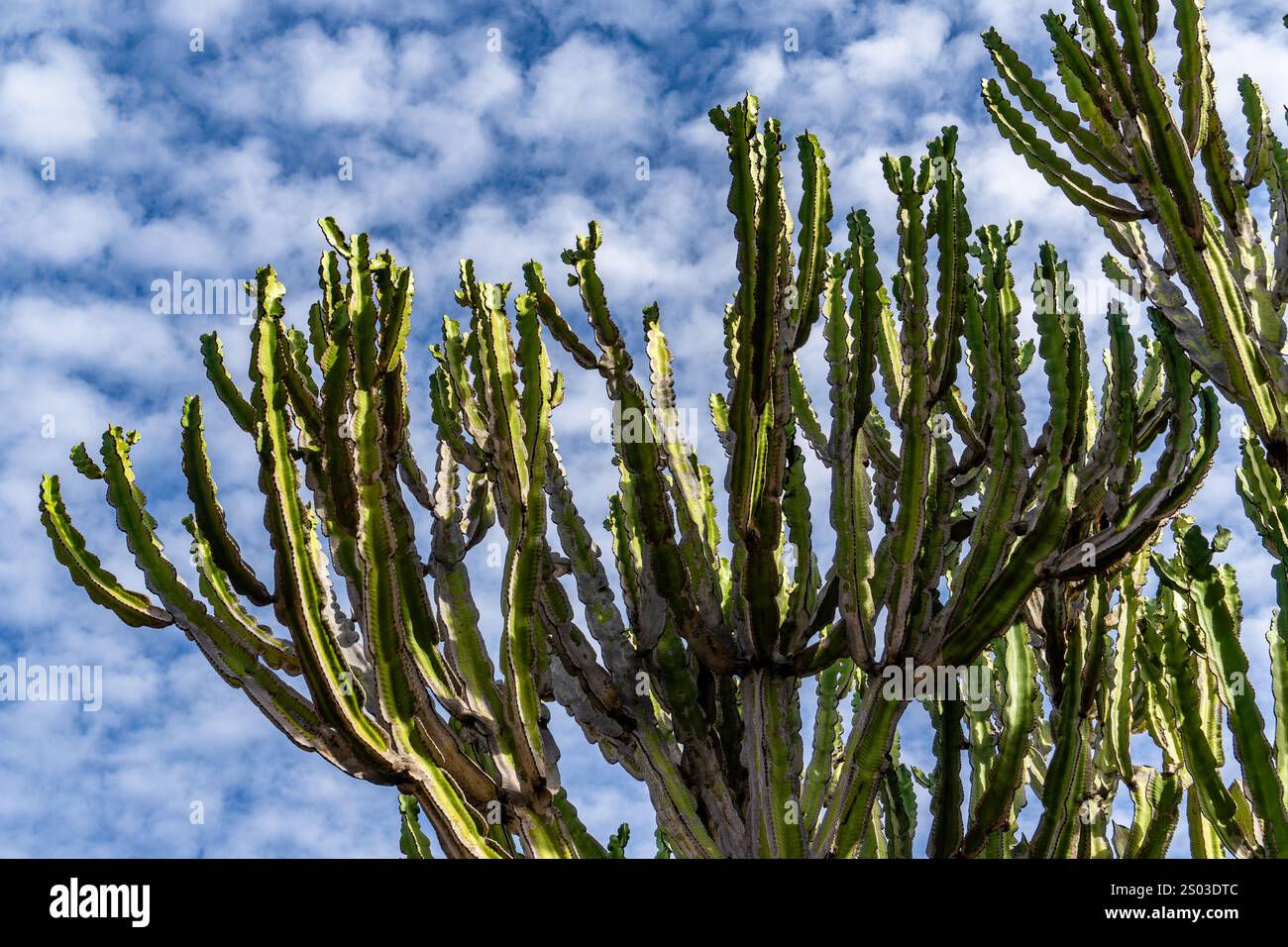 A cactus tree with many branches and leaves is in the sky. The sky is ...
