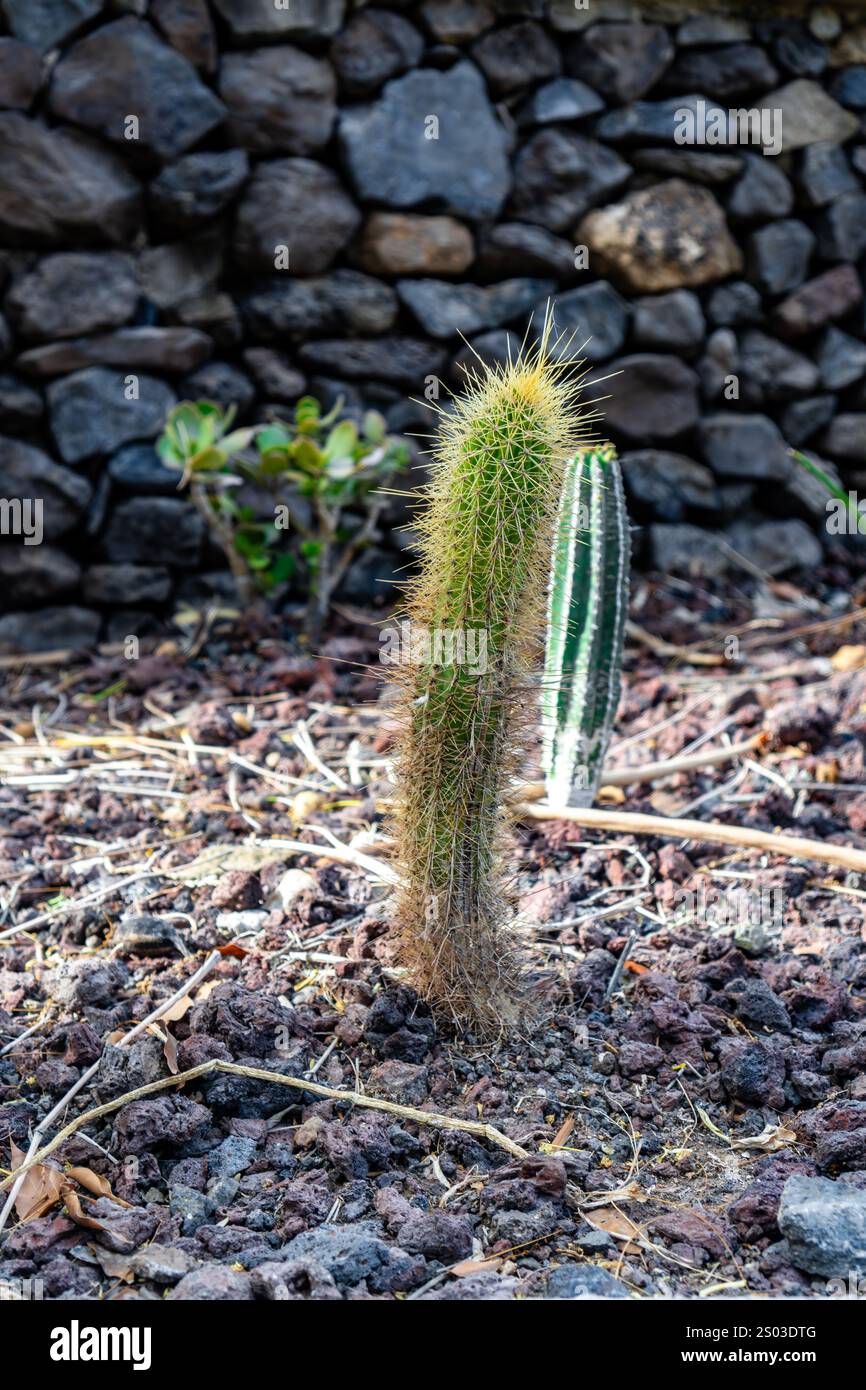 A cactus is growing in a rocky area. The cactus is small and has a ...