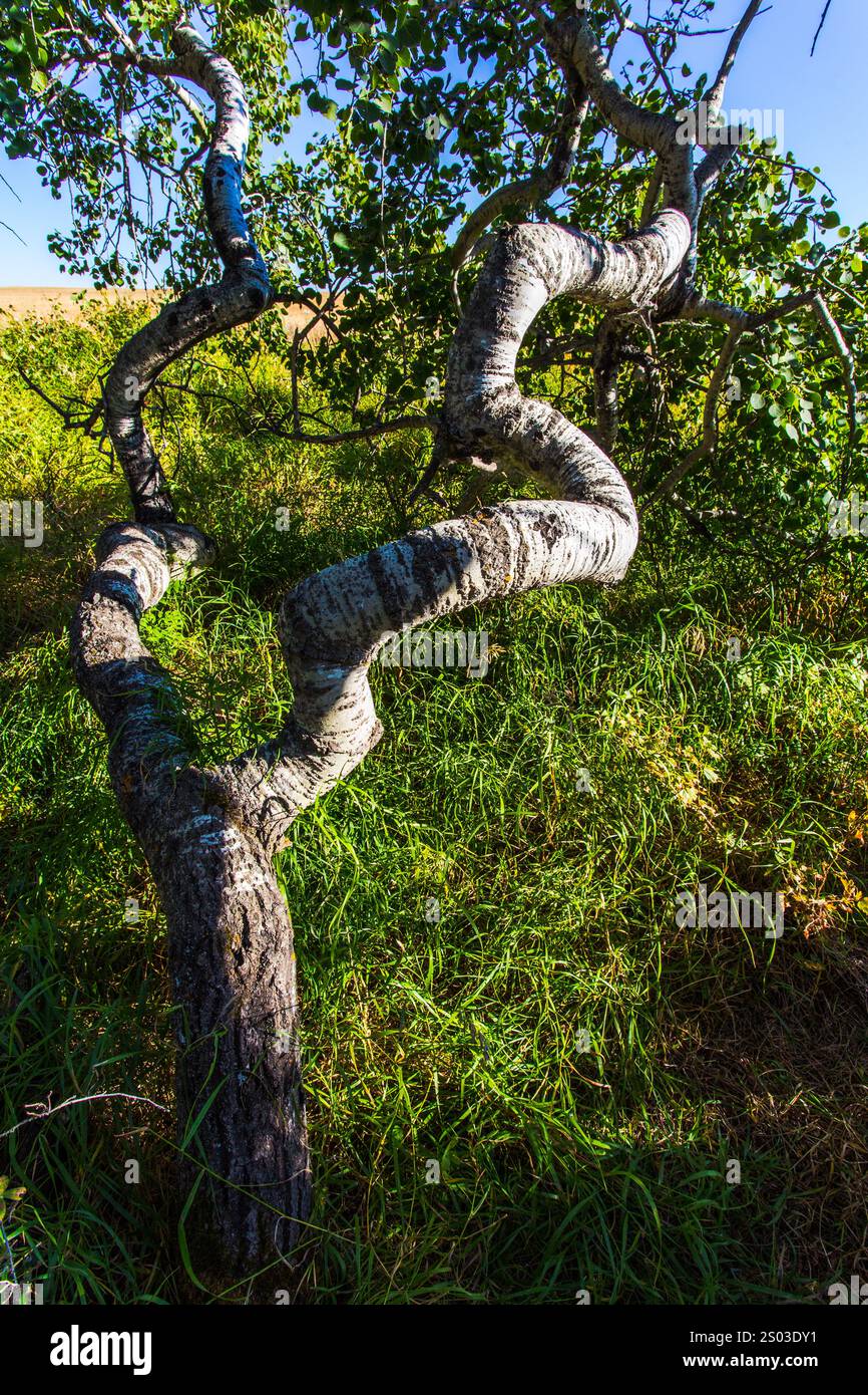 A tree with a long trunk and branches. The trunk is brown and the ...