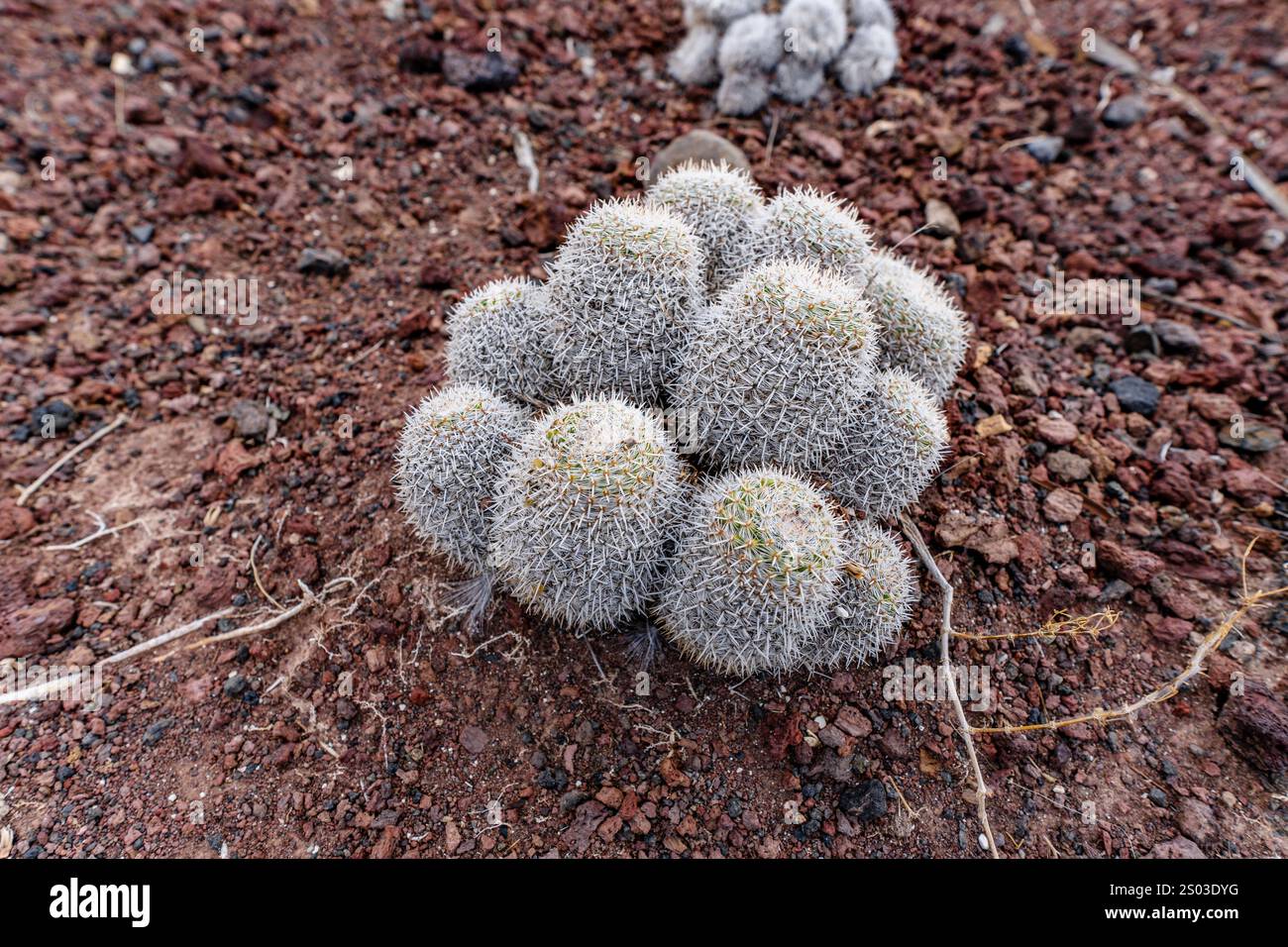 A cluster of cacti with spines on them are growing in a rocky area. The ...