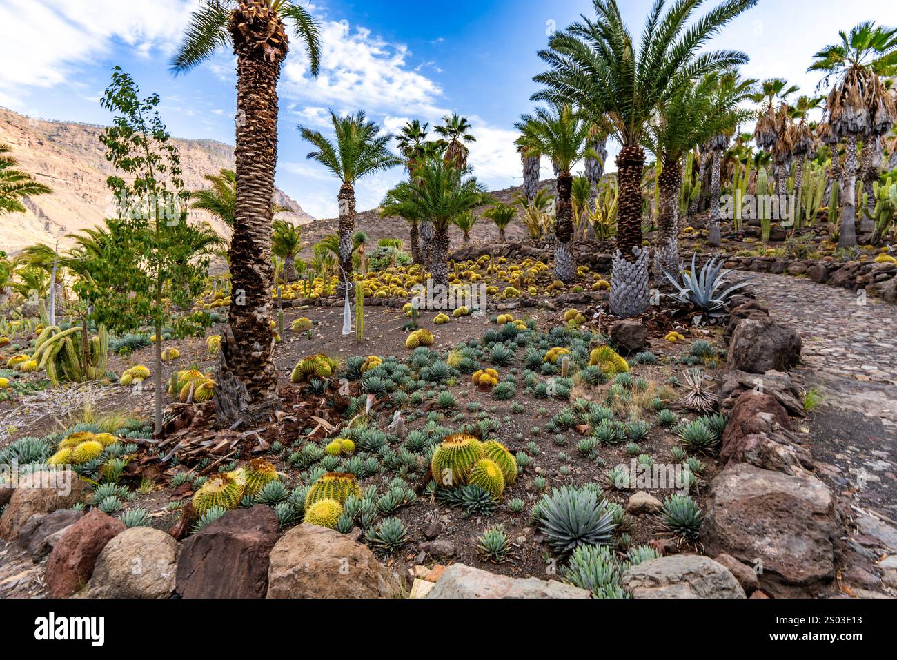 A desert landscape with a path and palm trees. The path is made of ...