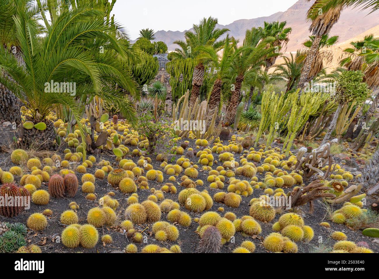 A desert landscape with many cacti and palm trees. The desert is dry ...