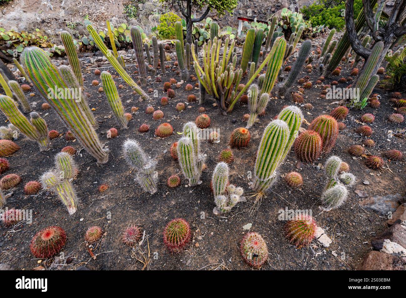 A desert scene with many cacti and other plants. The cacti are brown ...