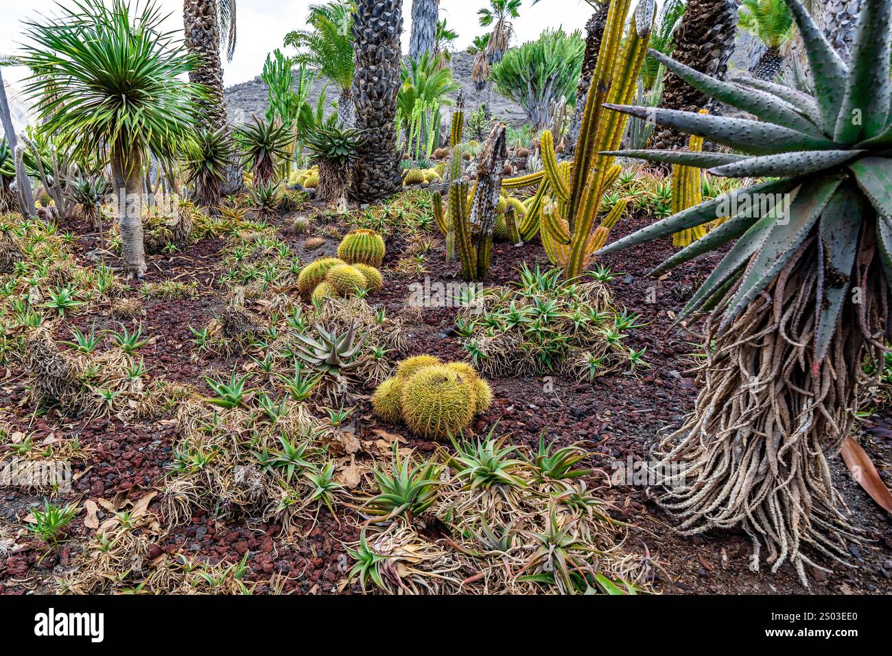 A desert scene with many cacti and palm trees. The desert is dry and ...