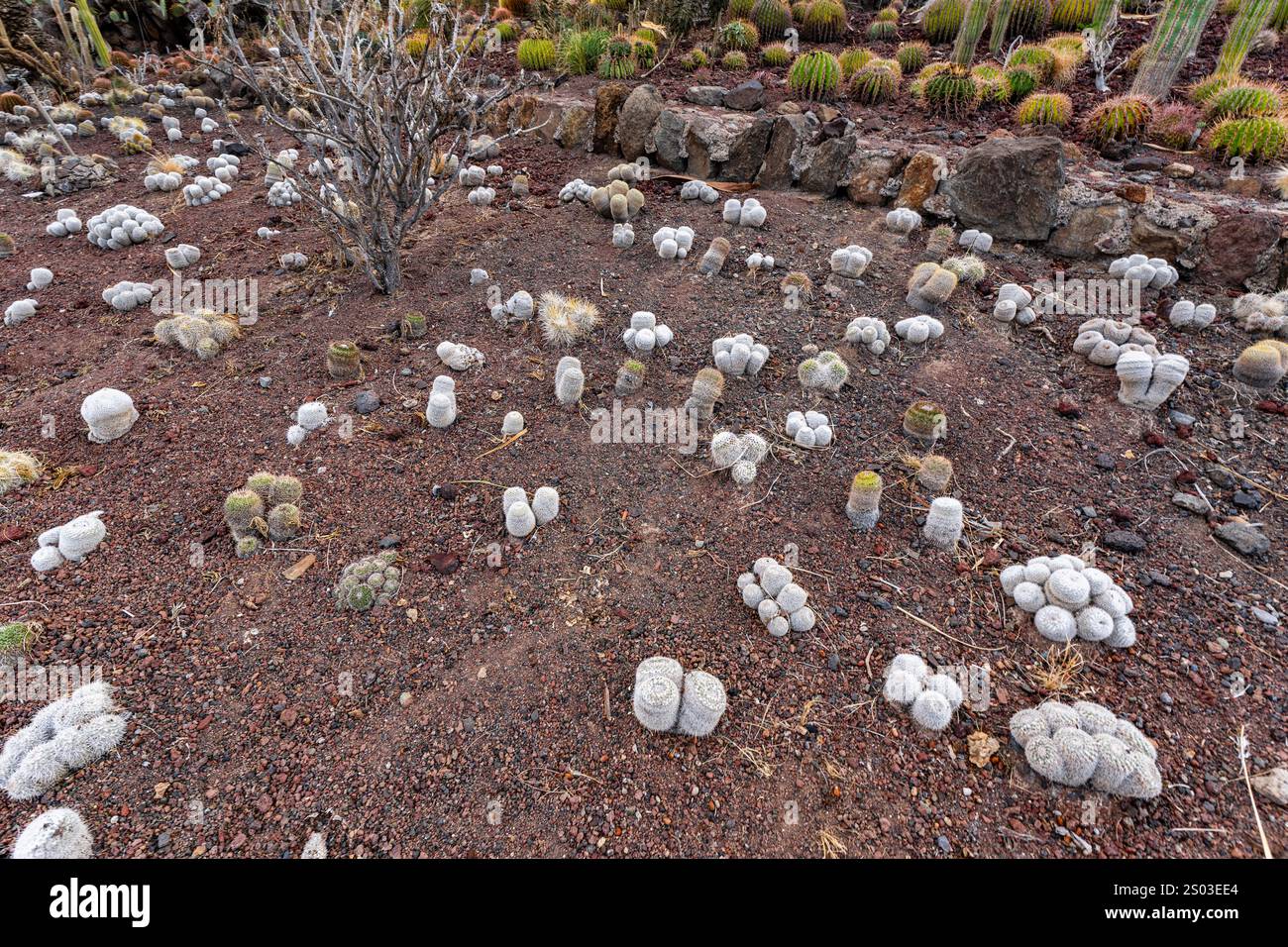 A desert scene with many cacti and rocks. The cacti are small and white ...