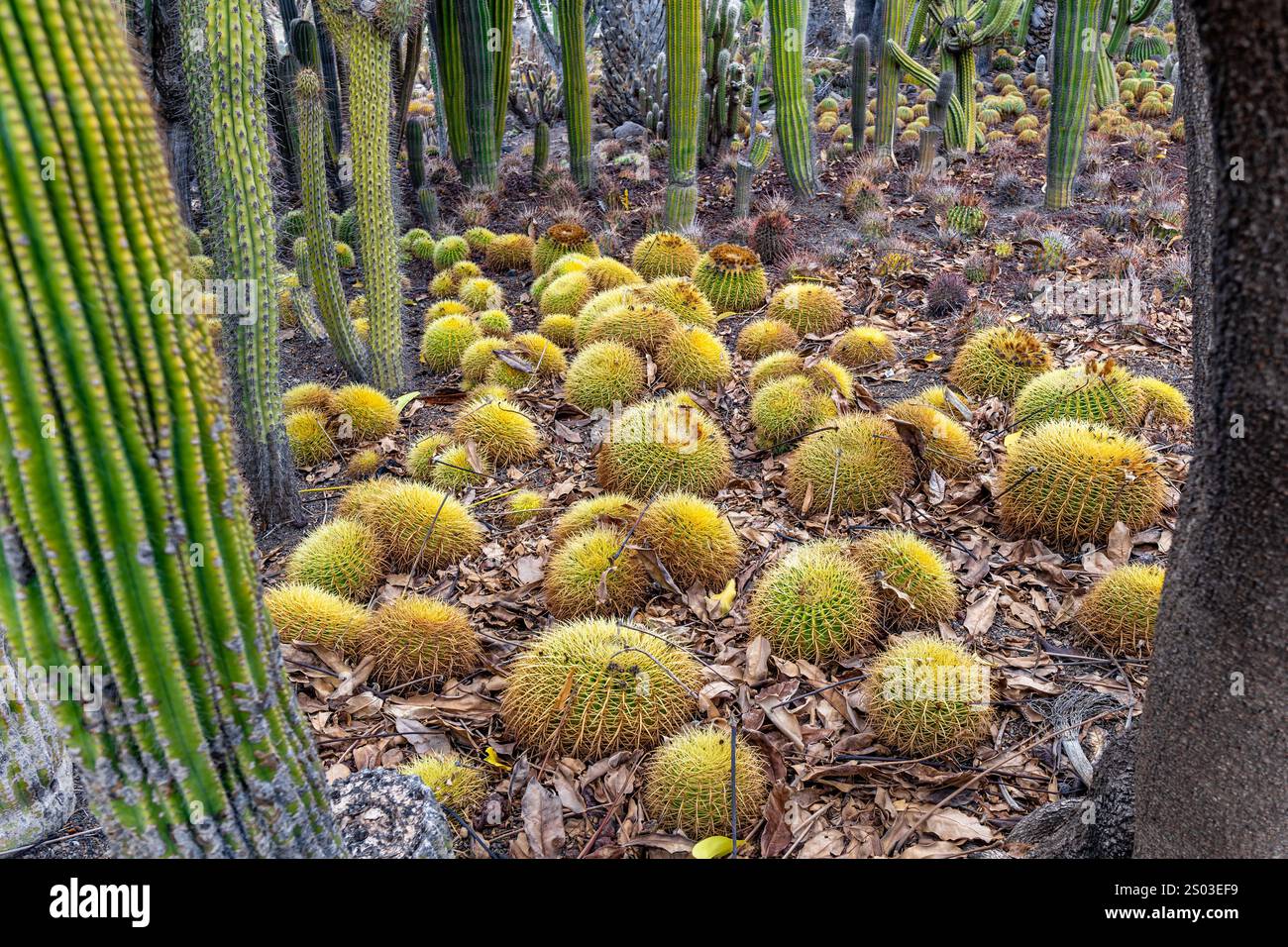 A field of cacti with many yellow fruits. The cacti are tall and green ...