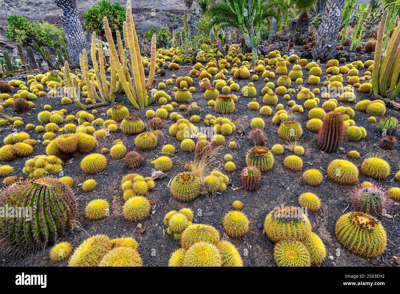 A field of yellow cacti and other plants. The field is dry and rocky ...