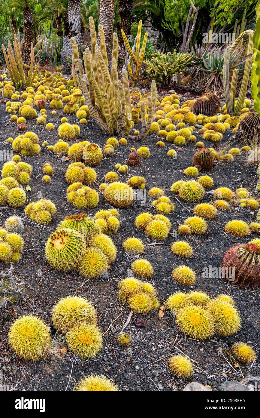 A field of yellow cacti and other desert plants. The plants are yellow ...