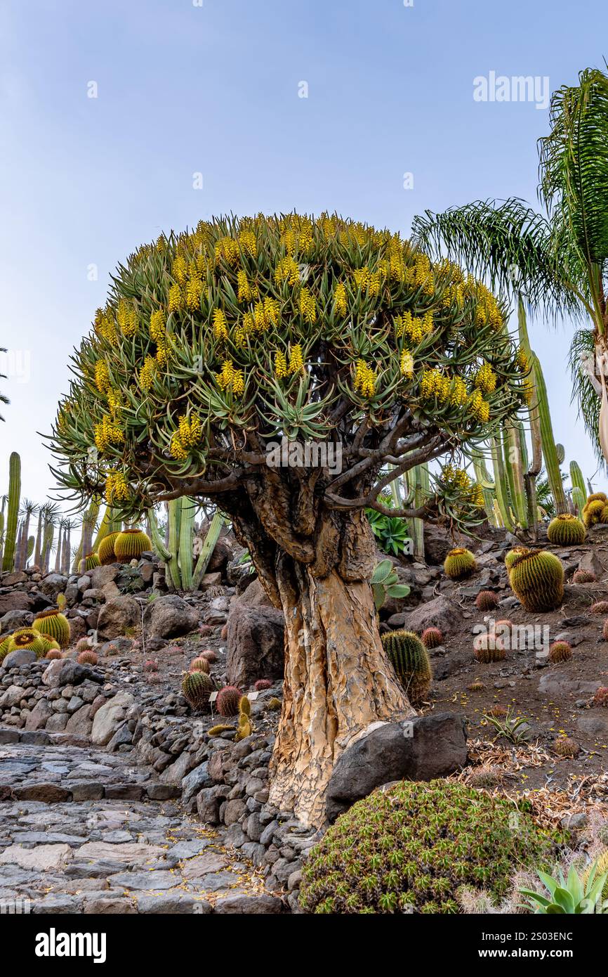 A large tree with yellow leaves stands in front of a group of cacti ...