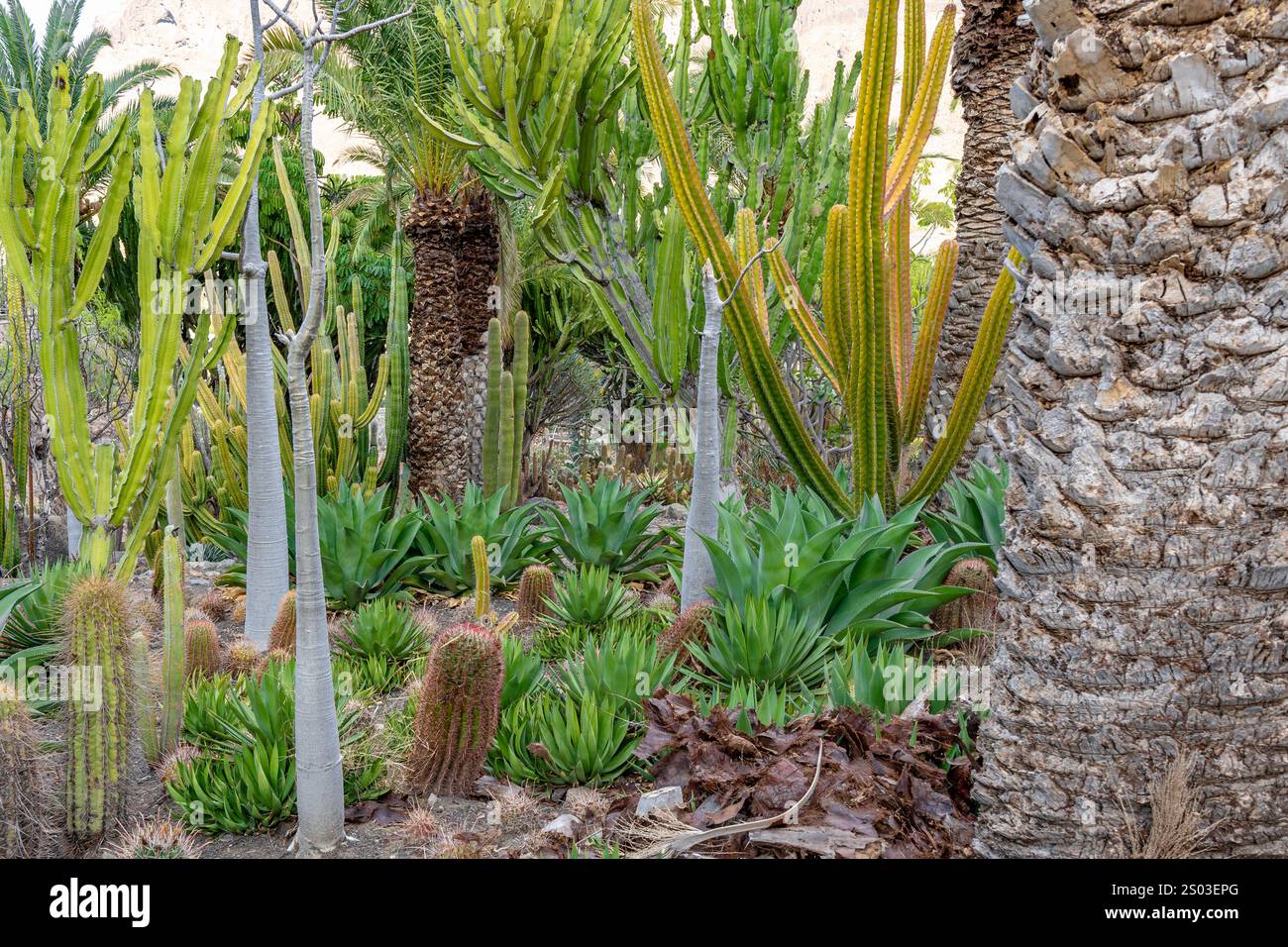Different types cacti in spring hi-res stock photography and images - Alamy