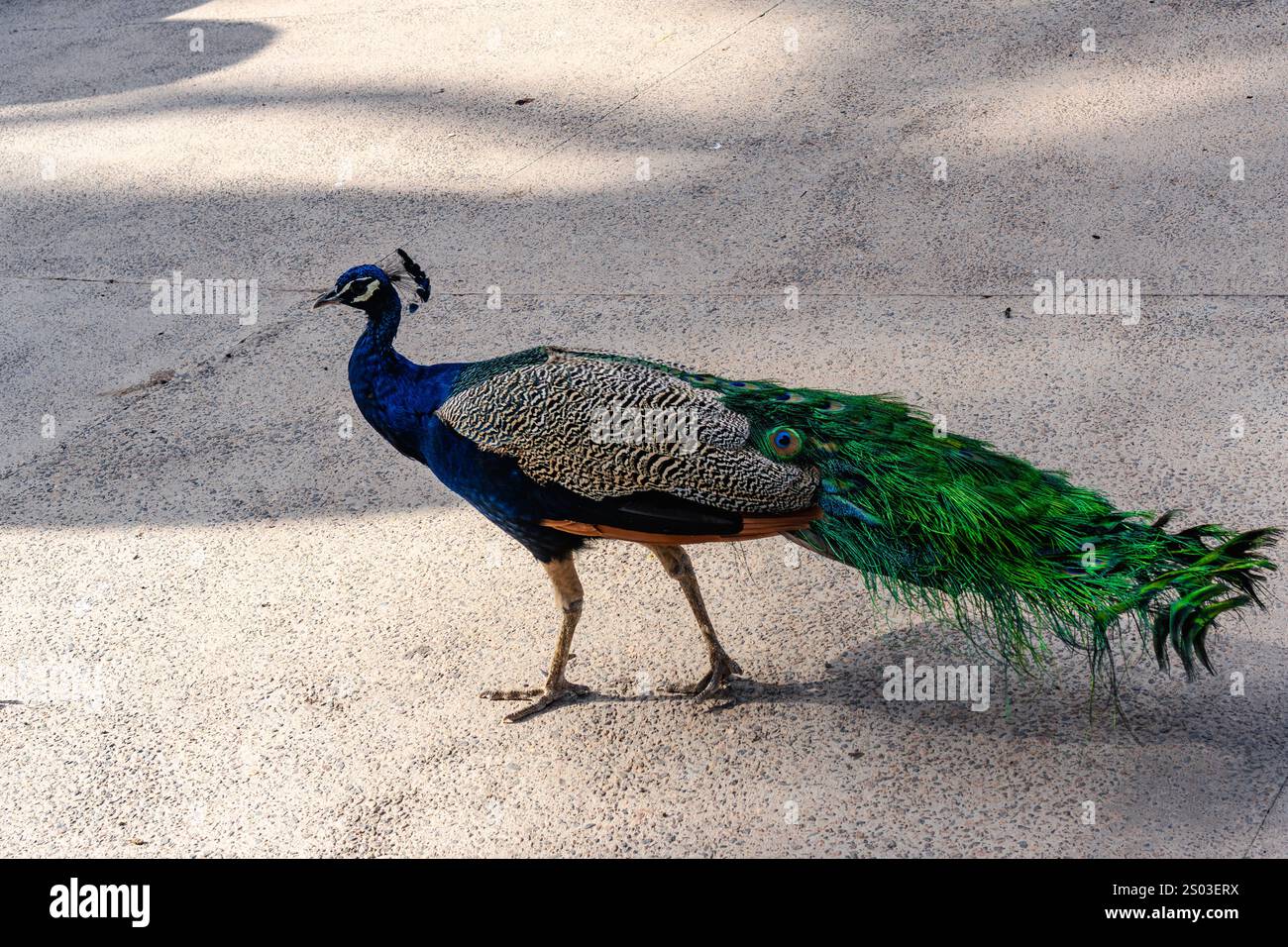 A peacock is walking on a sandy surface. The bird is large and has a ...