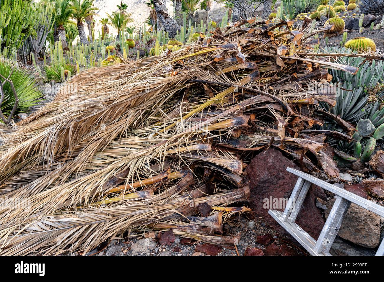 A pile of dead leaves and branches is on the ground. The pile is next ...