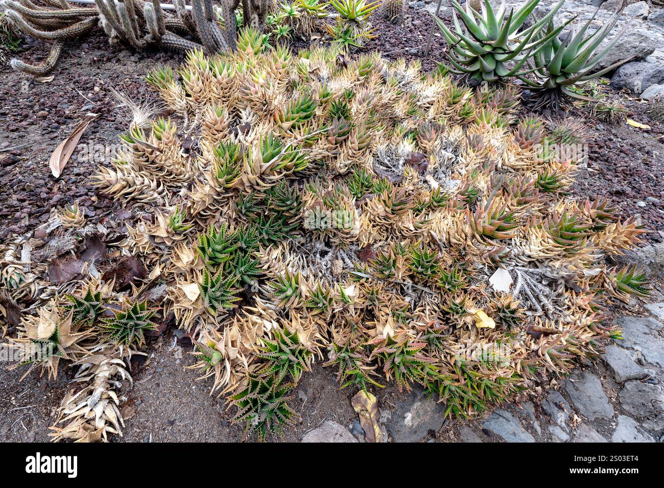 A patch of dead plants in a garden. The plants are brown and withered ...