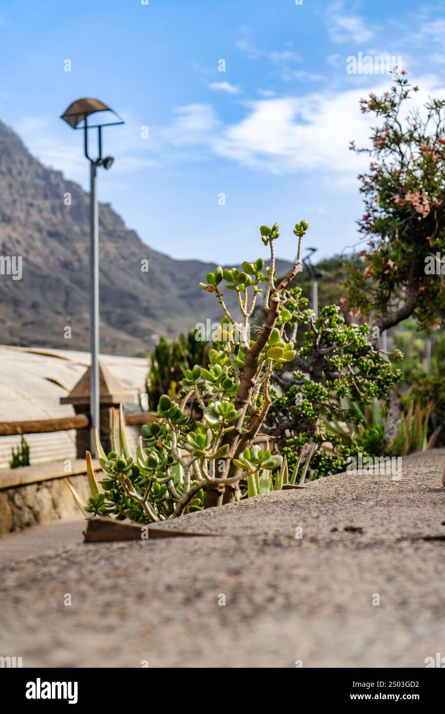 A small plant is growing on a ledge next to a street light. The plant ...