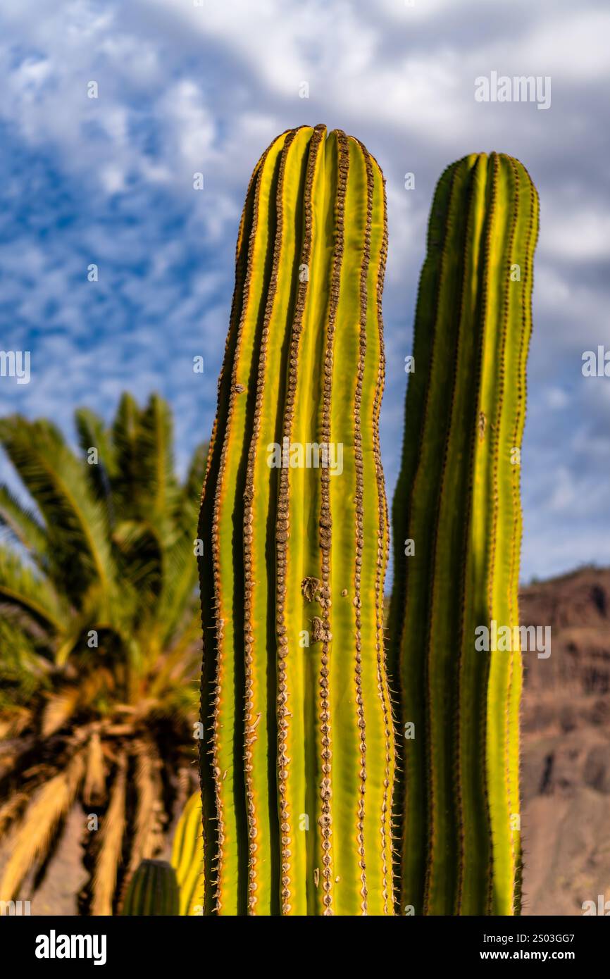 A tall cactus with a green stem and brown spots. The cactus is ...