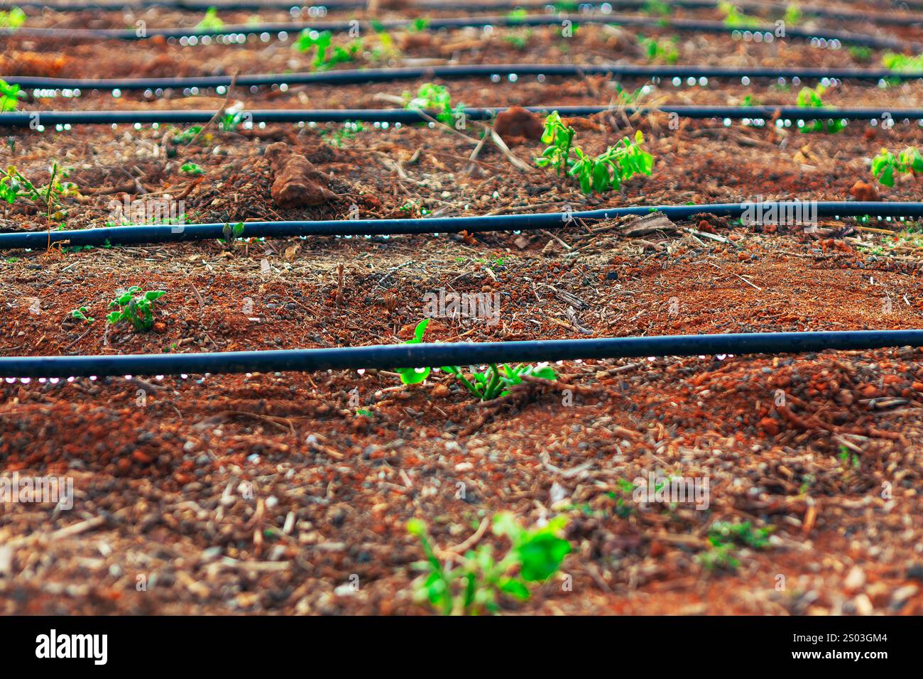 Agricultural land with drip irrigation lines spread across soil ...