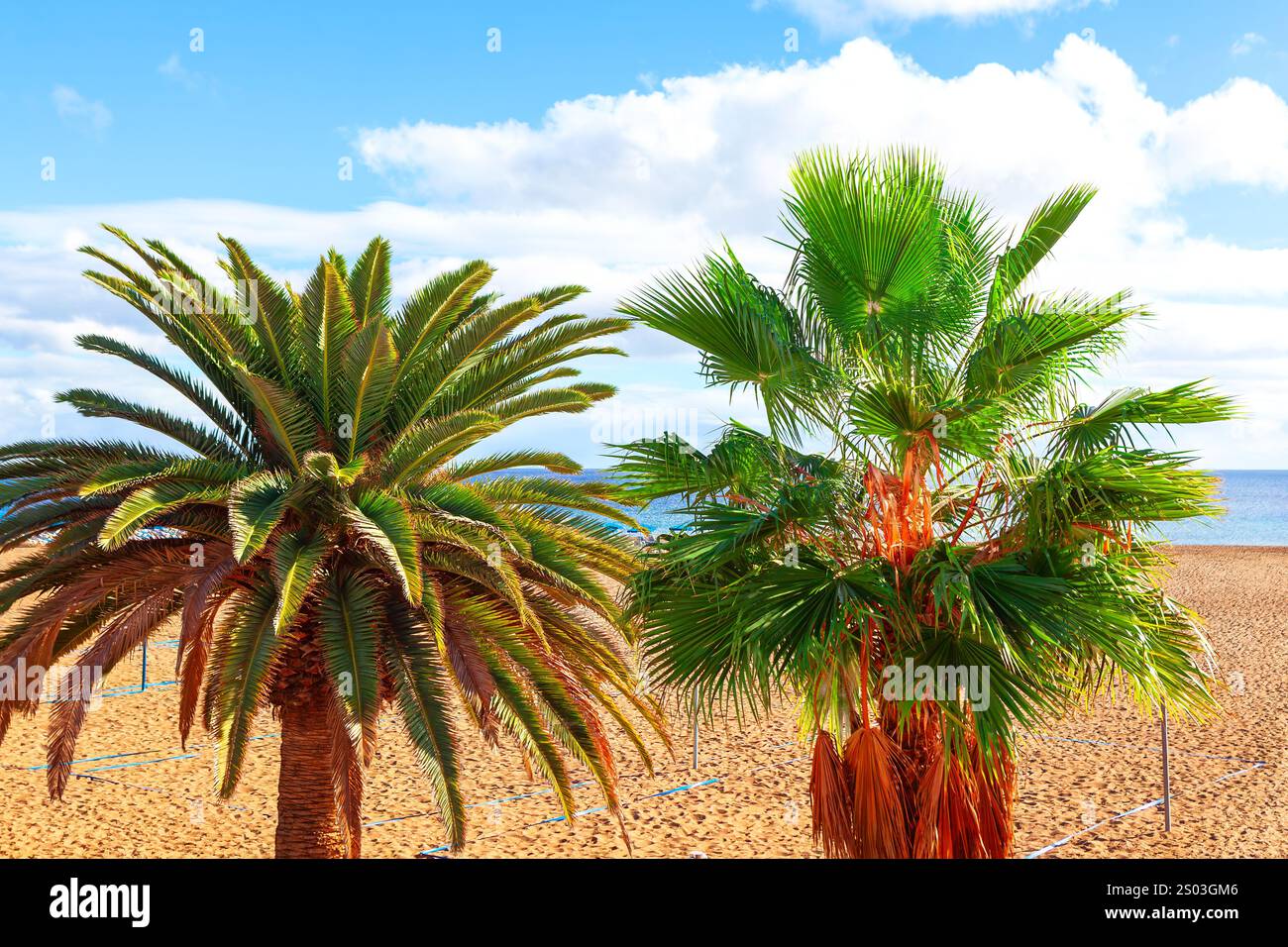 Two palm trees stand tall on a sandy beach beneath a clear blue sky ...