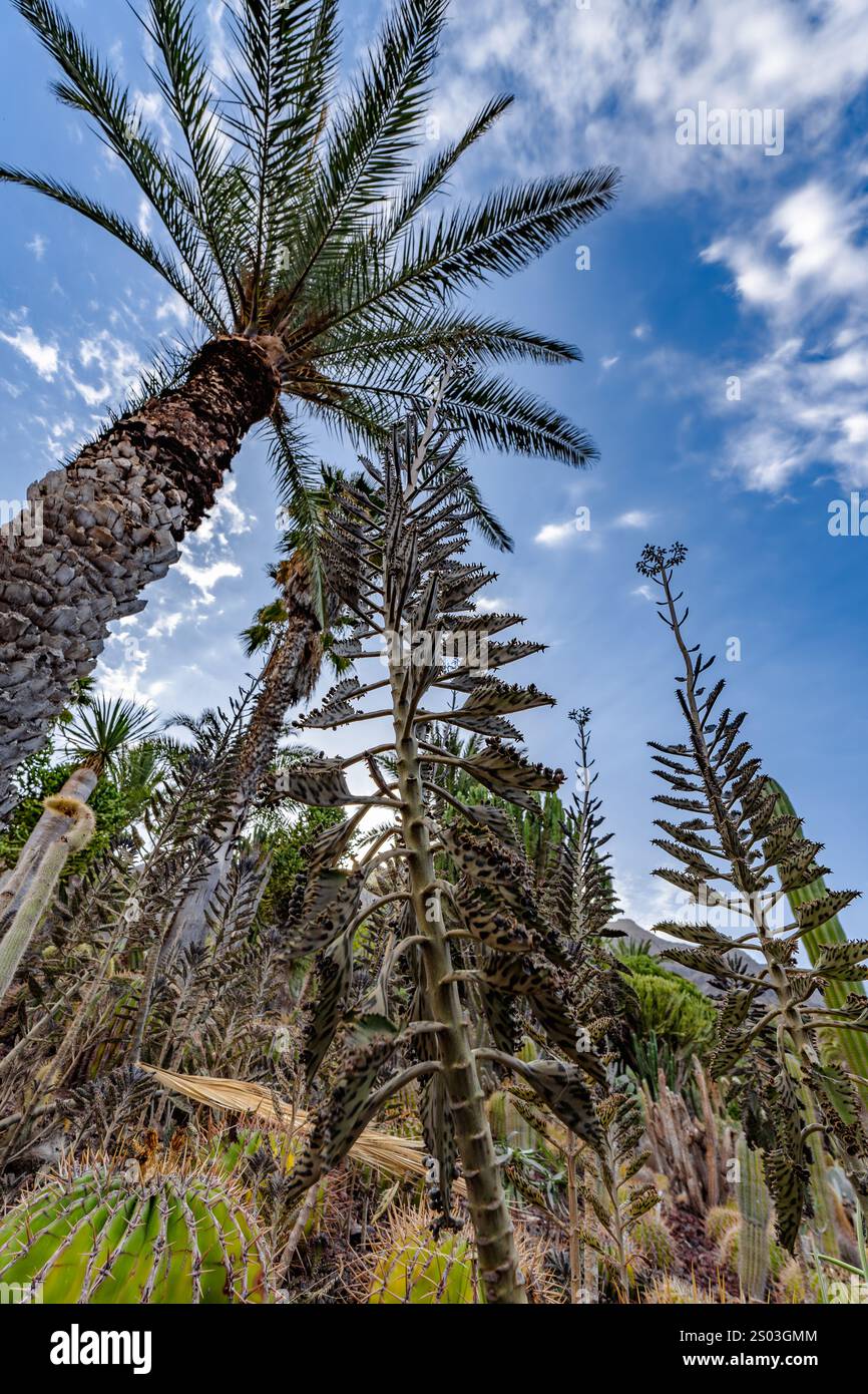 A tree with a trunk that is very long and skinny. The tree is ...