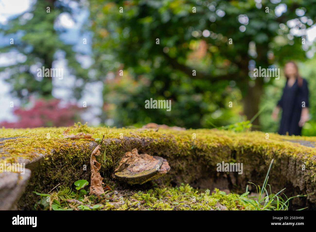 A tranquil and serene outdoor setting featuring soft, mosscovered ...