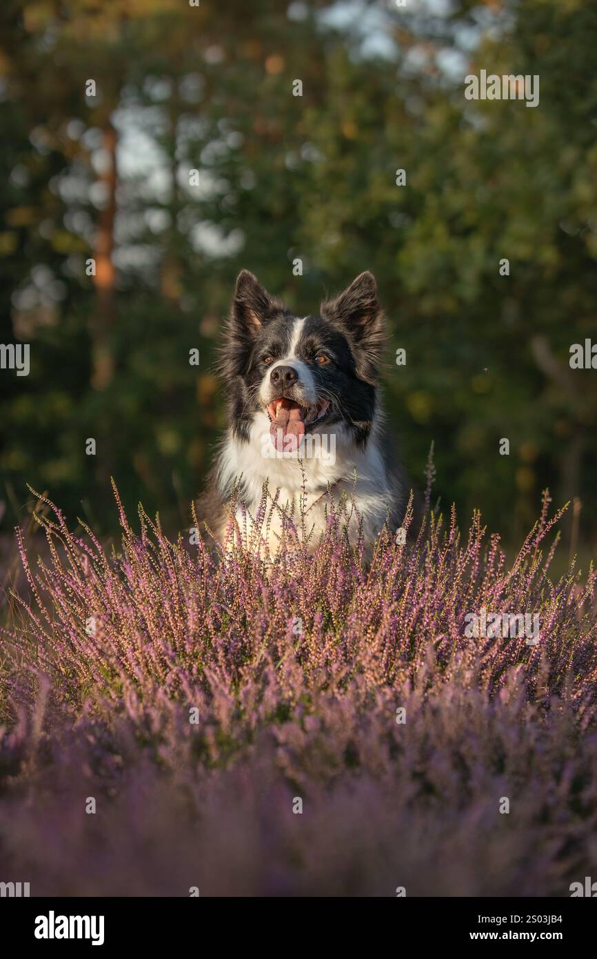 Happy Border Collie with Tongue Out Sits in Pink Heather during Golden ...