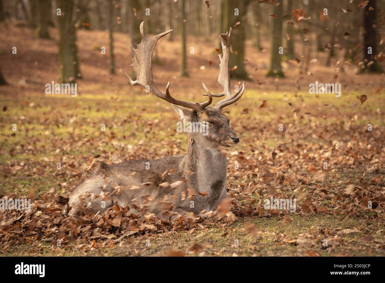Common Fallow Deer with Closed Eyes and Fallen Autumn Leaves in Blatna ...