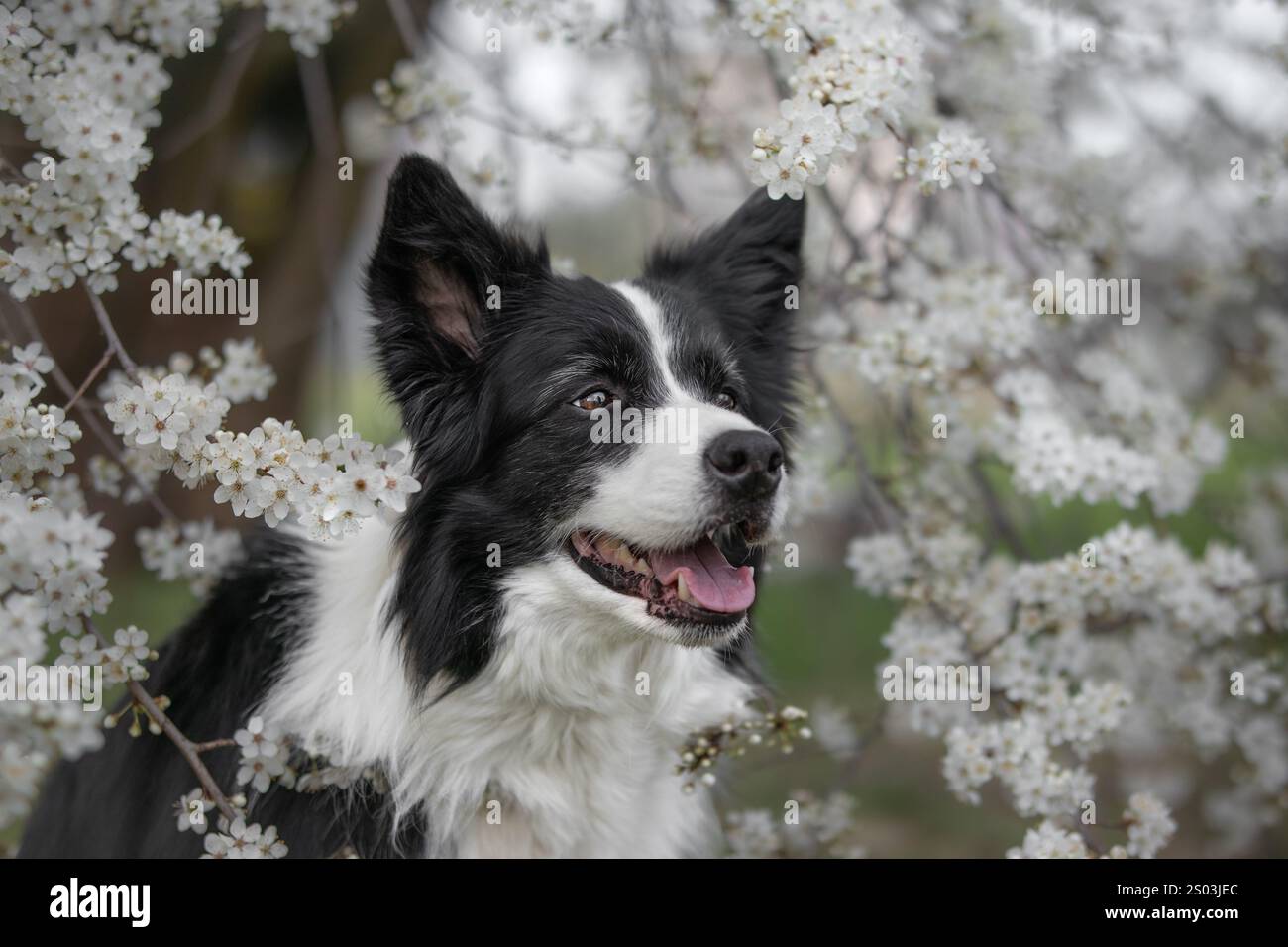Black and White Border Collie Dog in White Flowering Tree in Spring ...