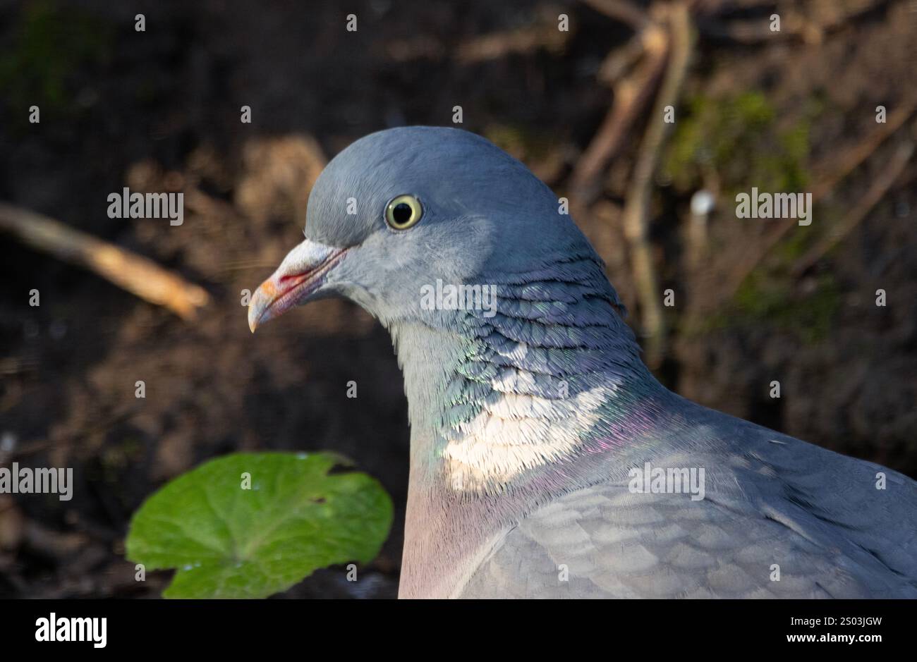 The Wood Pigeon is the largest in the family of European doves. They ...