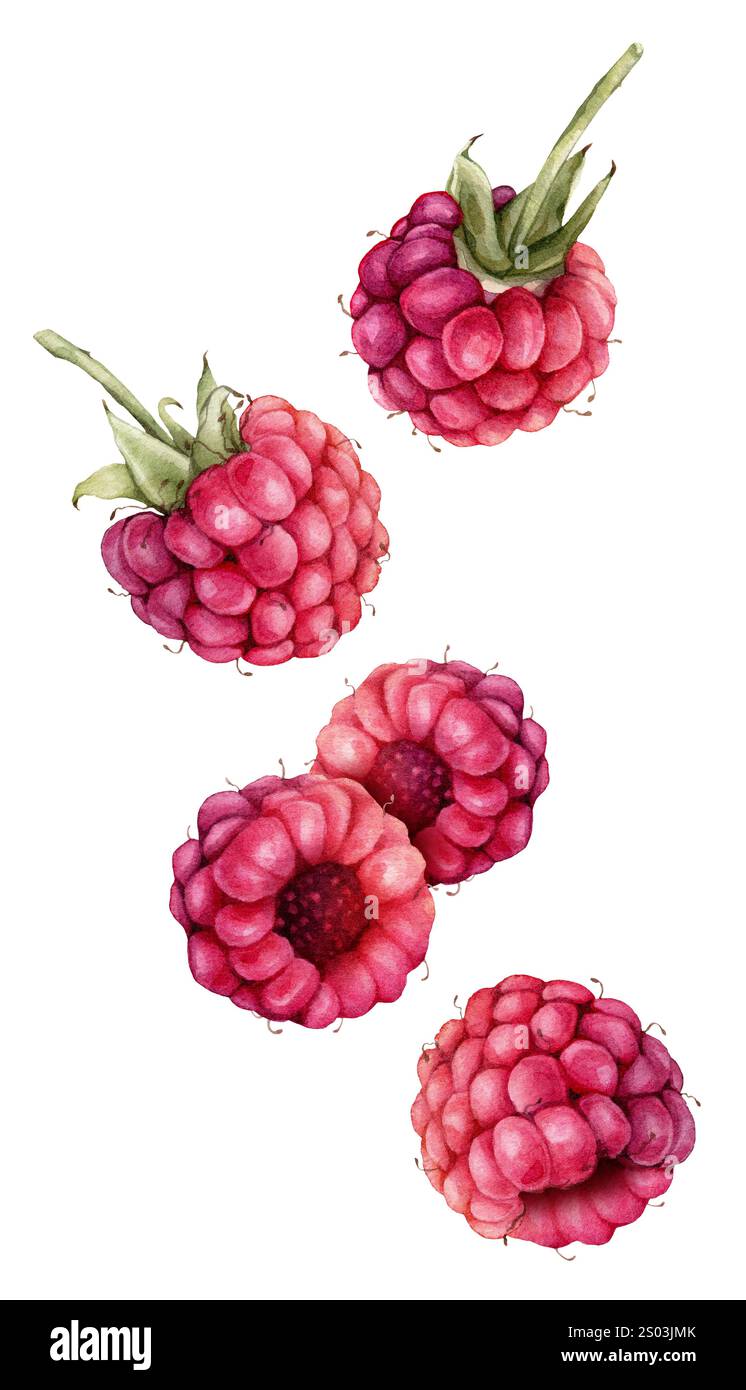 Watercolor illustration Raspberries and blackberries. Hand drawing set ...
