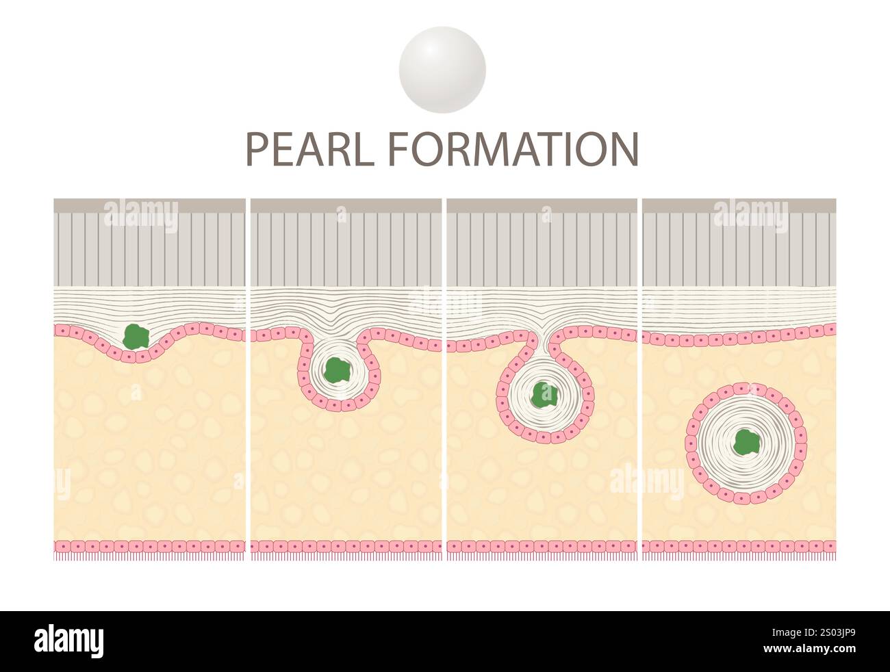 Pearl Formation in Bivalve Molluscs Stock Photo - Alamy