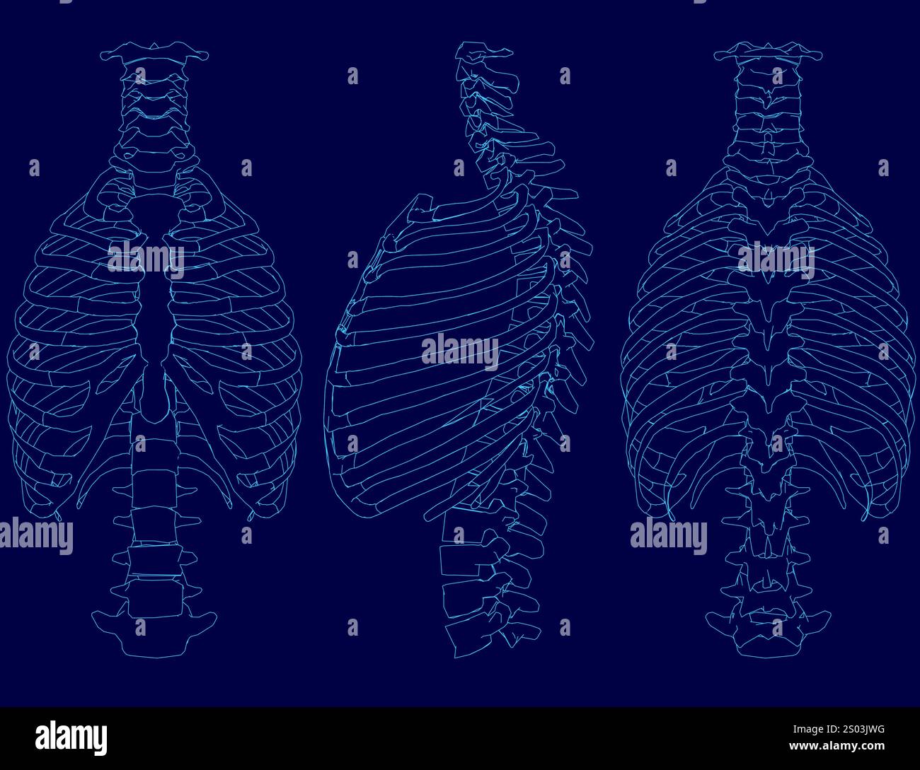 Set of contour Human chest skeleton vector illustration Stock Vector ...