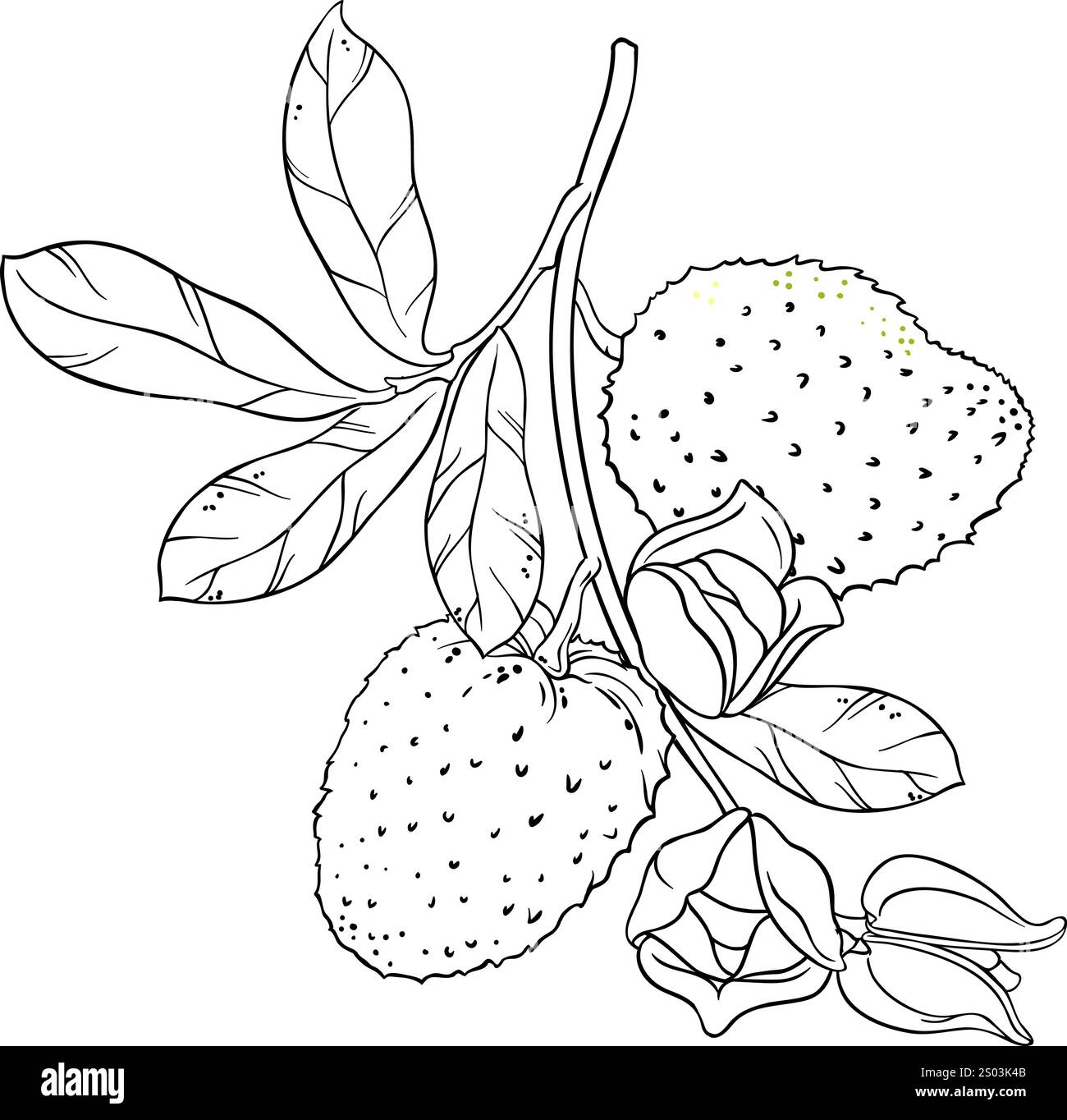 Soursop Branch Isolated Outline Illustration Stock Vector Image & Art ...
