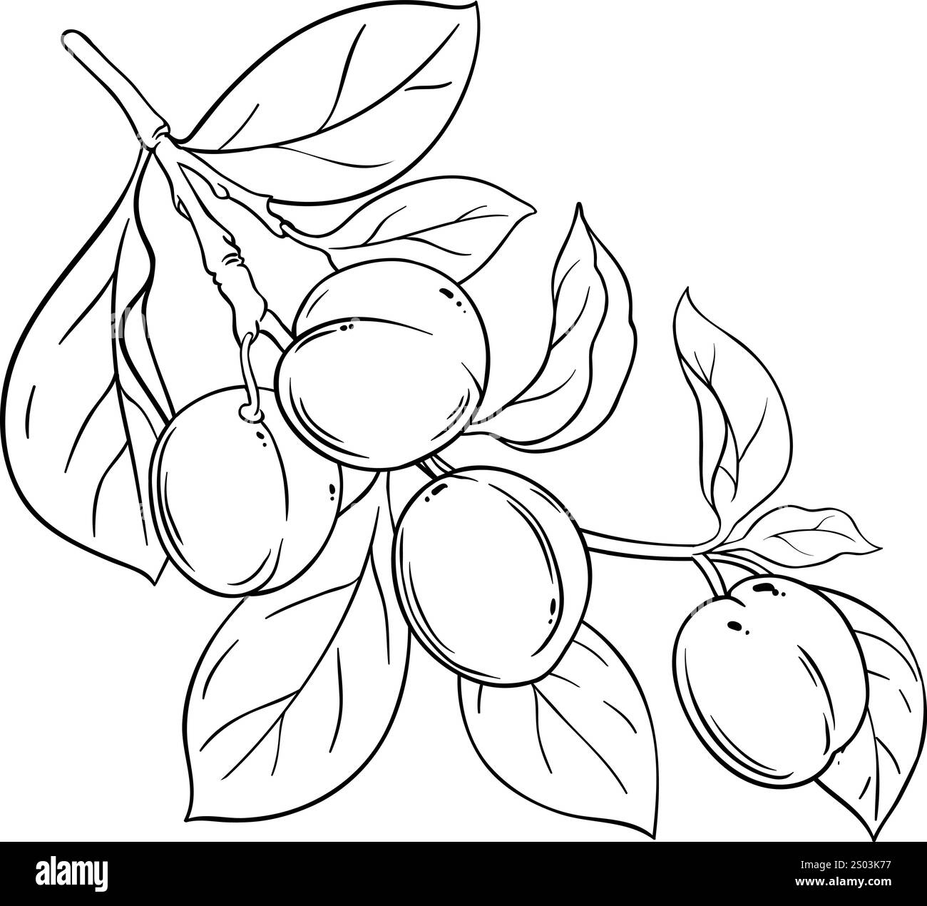 Plum Branch with Fruits Outline Illustration Stock Vector Image & Art ...