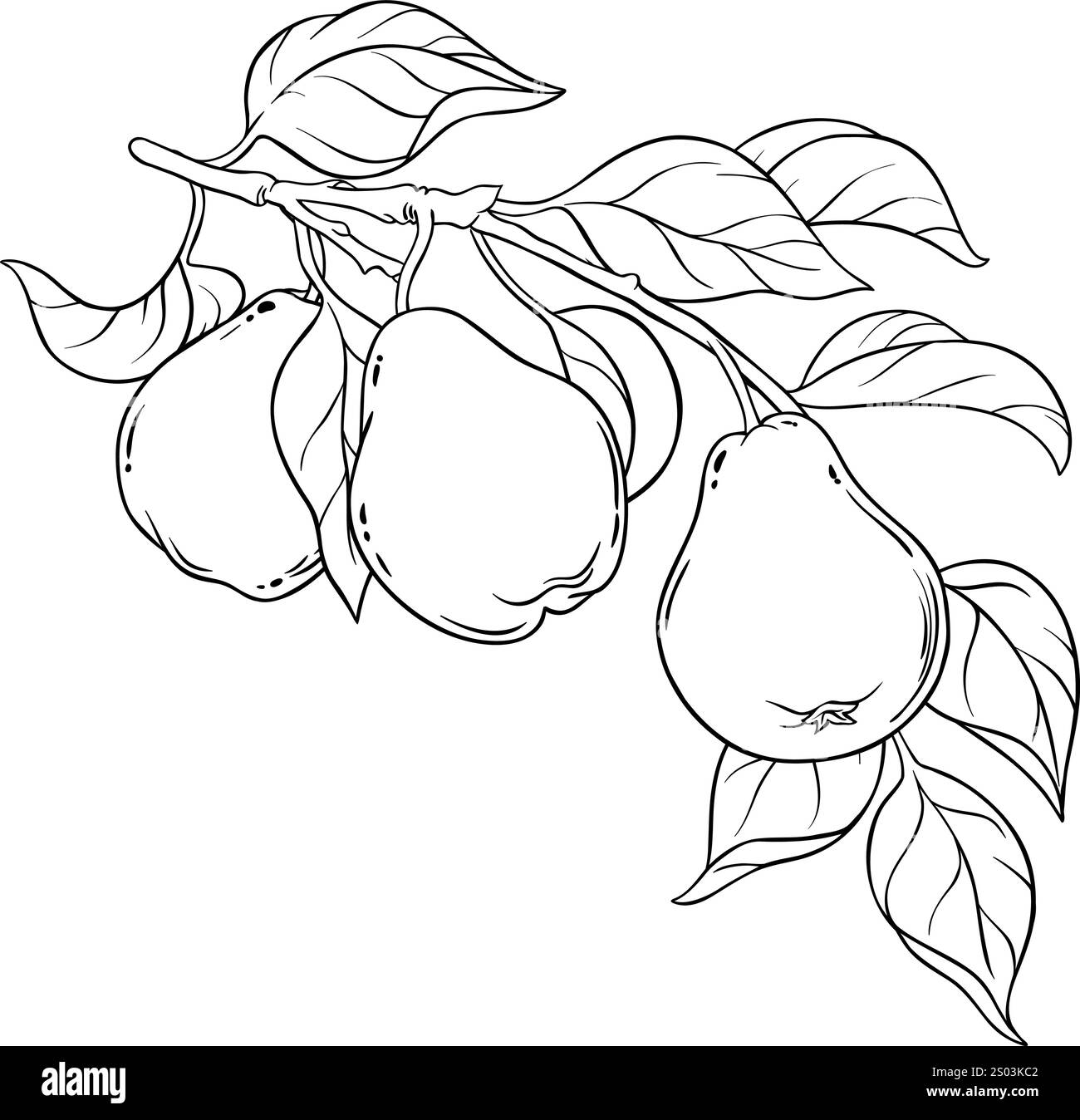 Pear Branch with Fruits Outline Illustration Stock Vector Image & Art ...