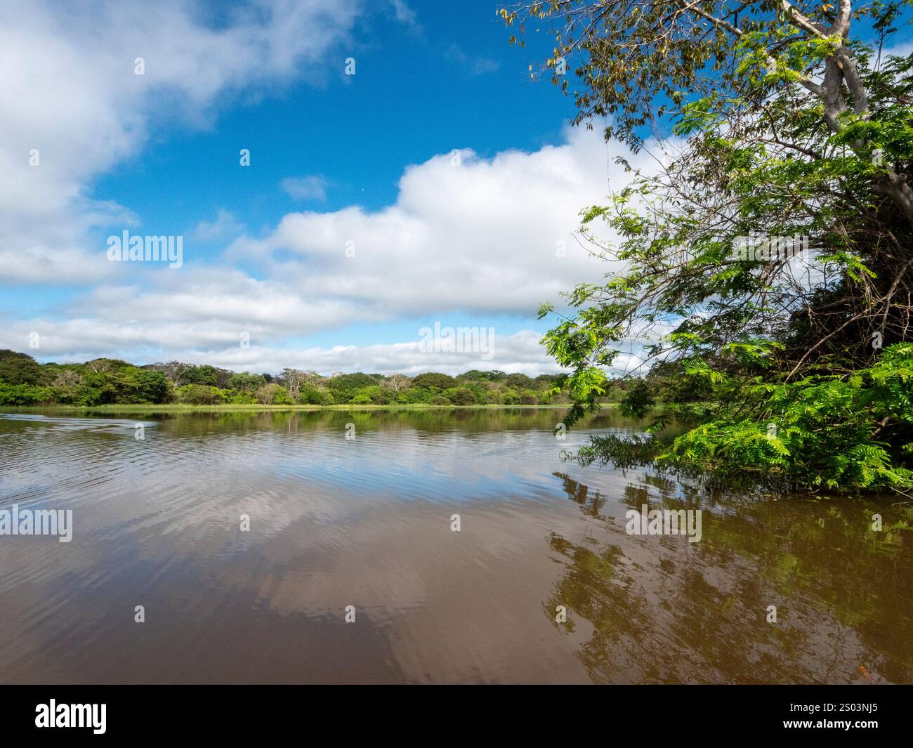 Amazon river landscape. Taken near the Mamiraua National Park Stock ...