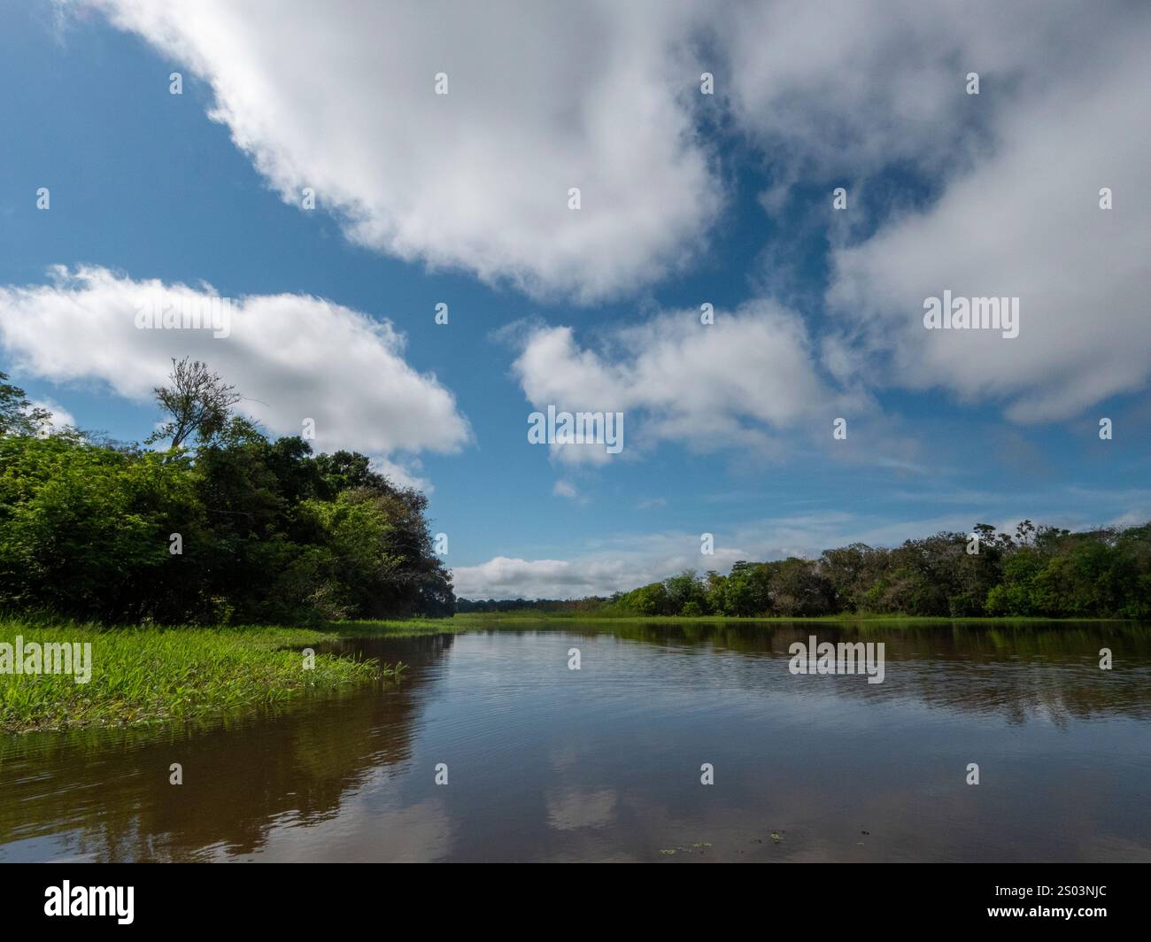 Amazon river landscape. Taken near the Mamiraua National Park Stock ...