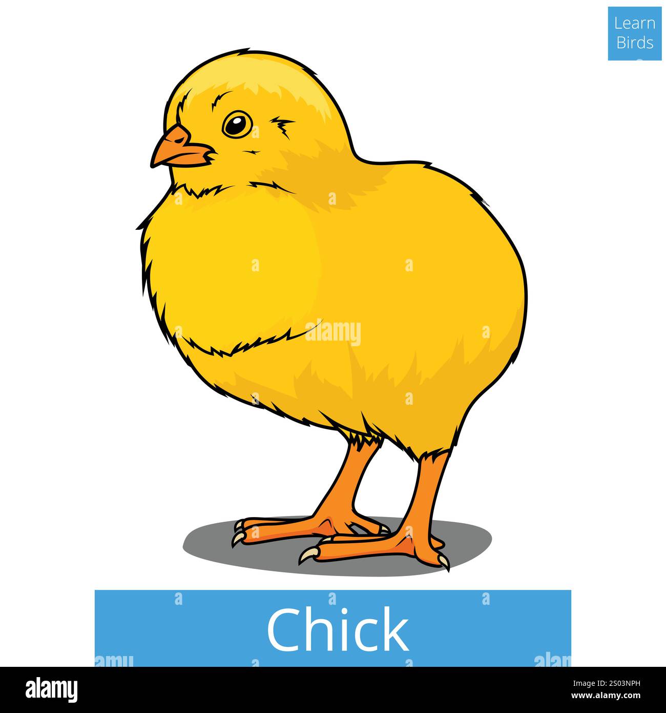 Chick learn birds educational game vector Stock Vector Image & Art - Alamy