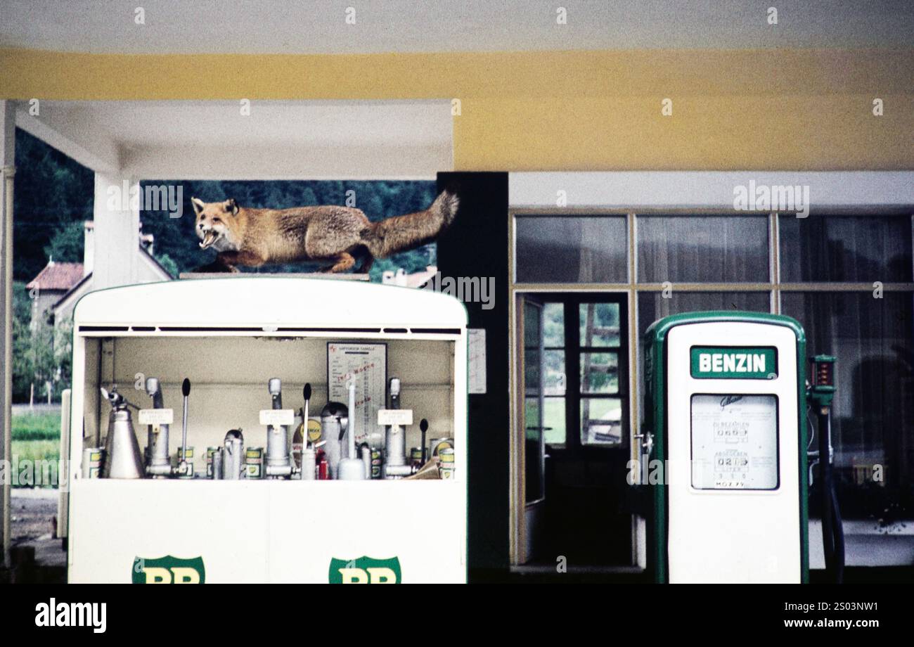 Stuffed fox animal on BP fuel pump at service station, Landeck, Tyrol ...