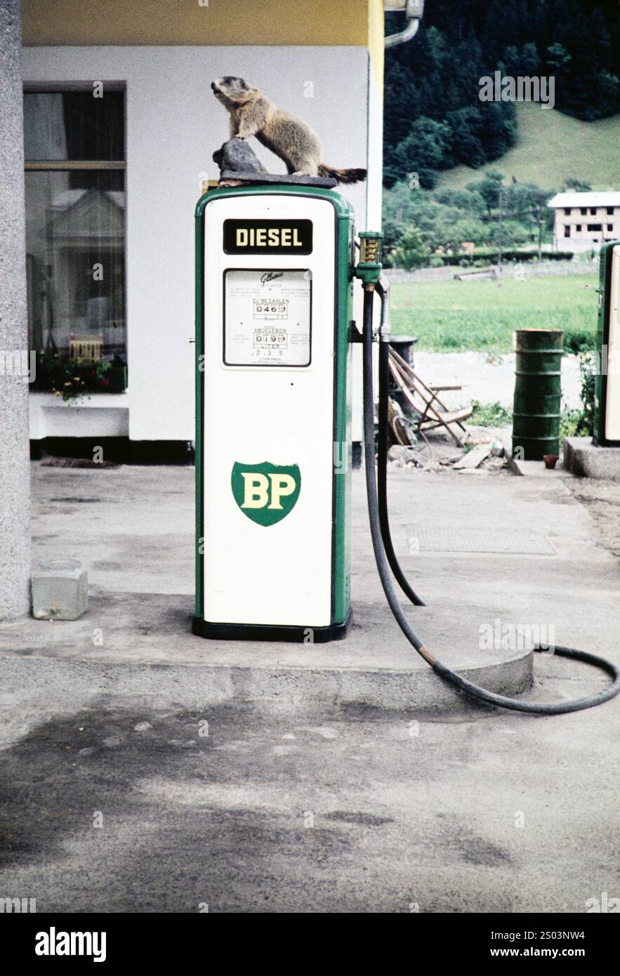 Stuffed marmot animal on BP diesel fuel pump at service station ...